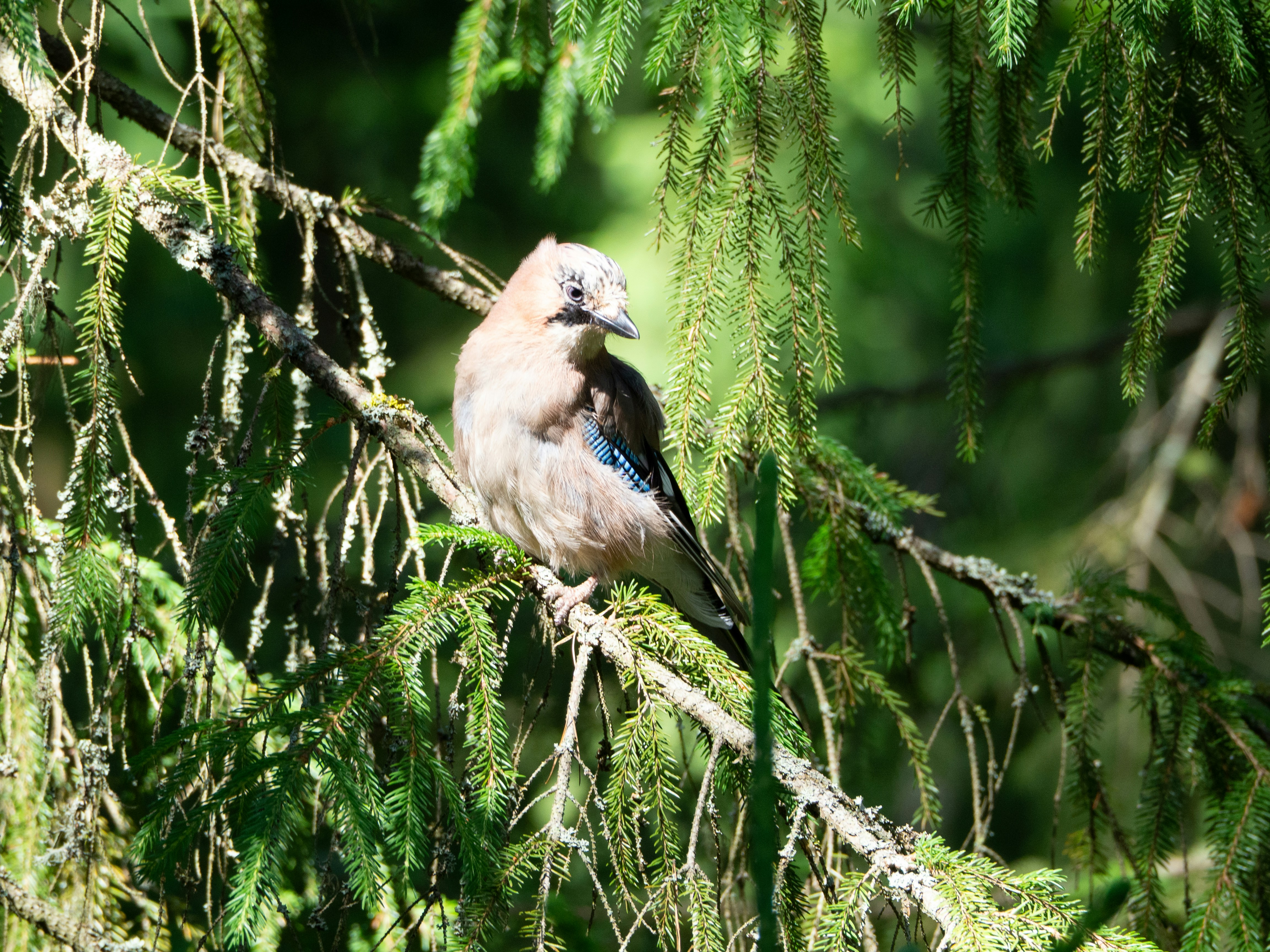 A Cedar-Top Perch: Blue-Gray Wing Amid Evergreen Threads