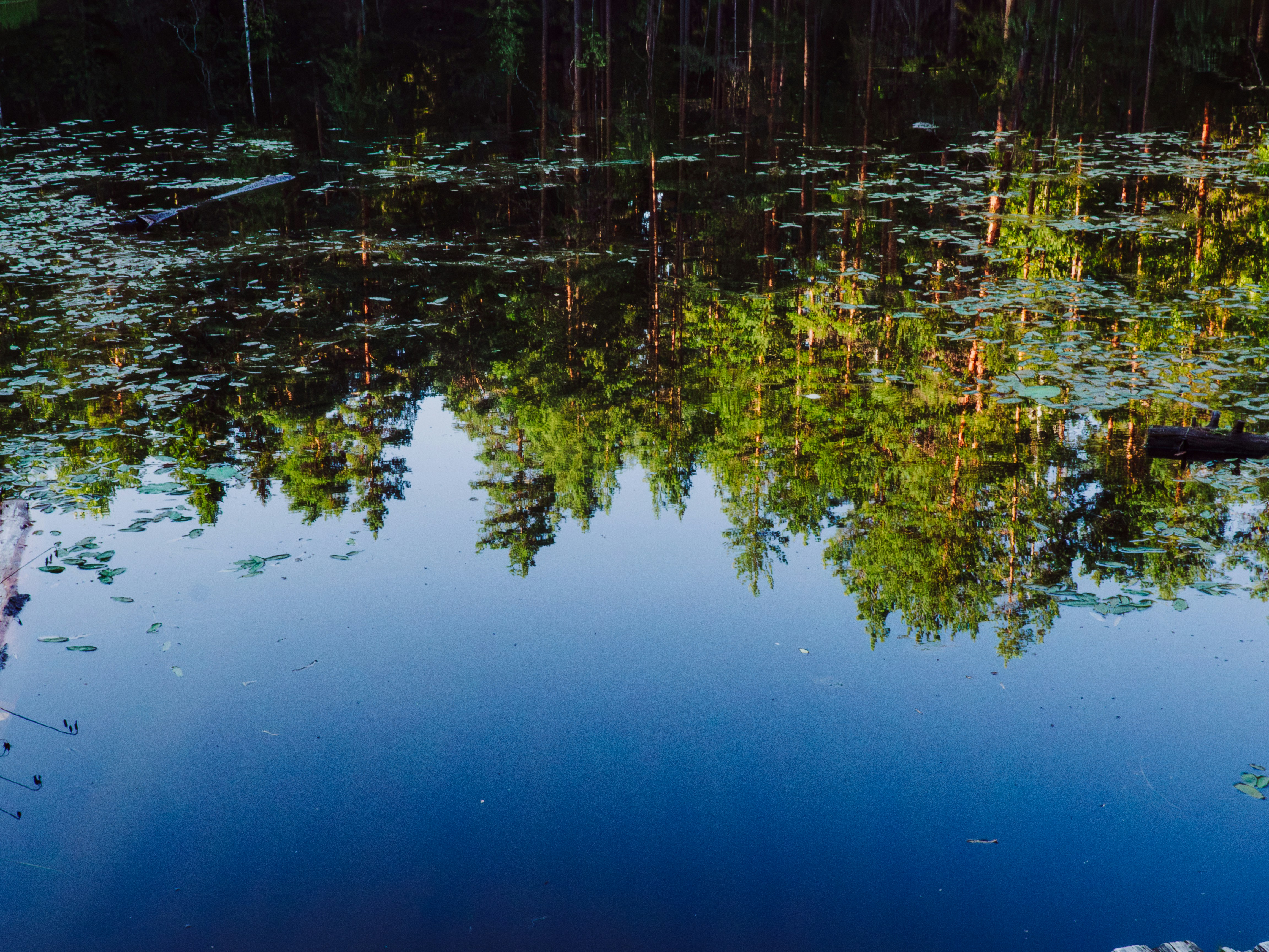 Mirror of the Pines: a Glassy Lake Under a Forest Roof