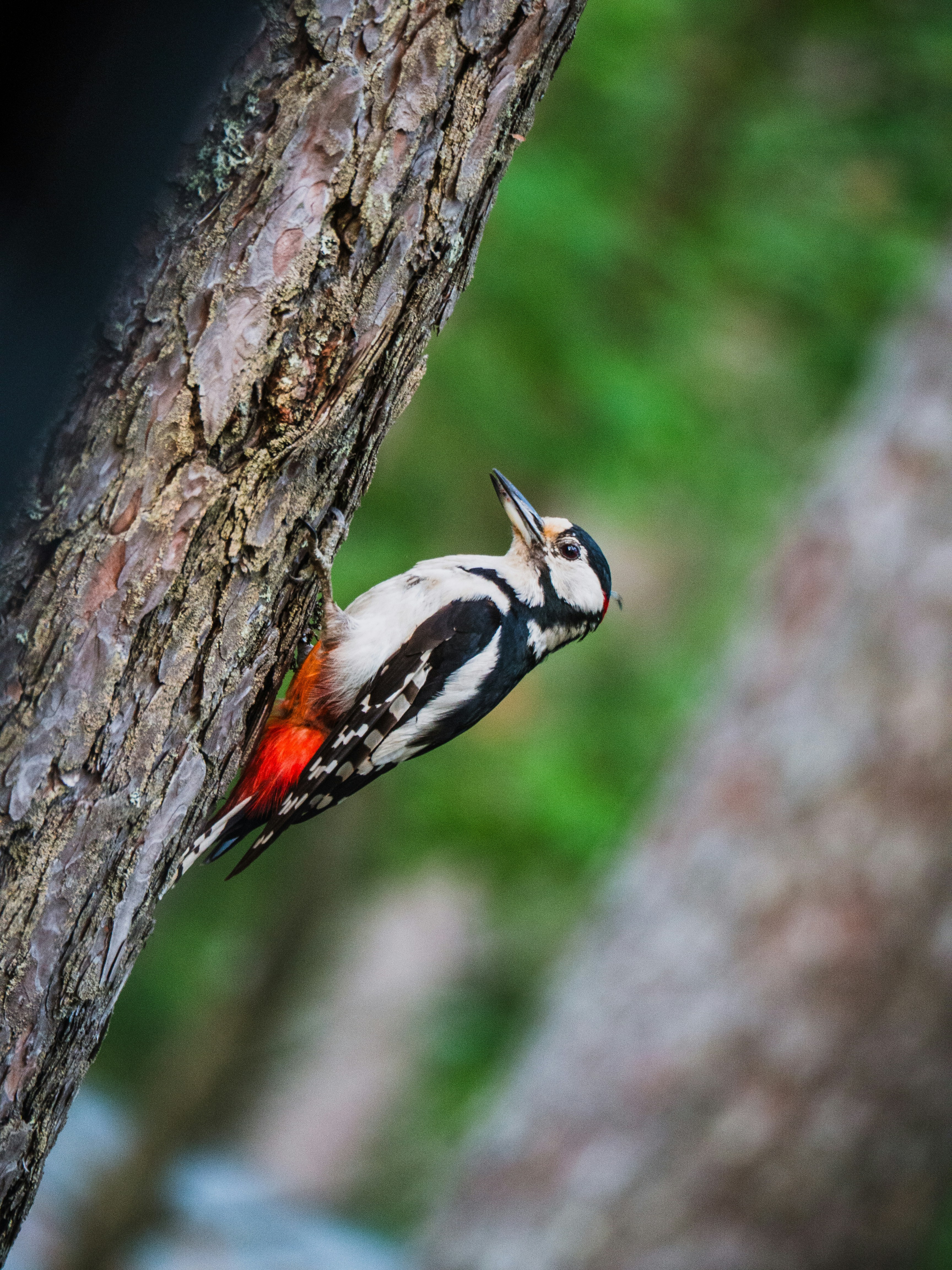 Bold woodpecker cling: a crimson-ventured moment on rugged bark