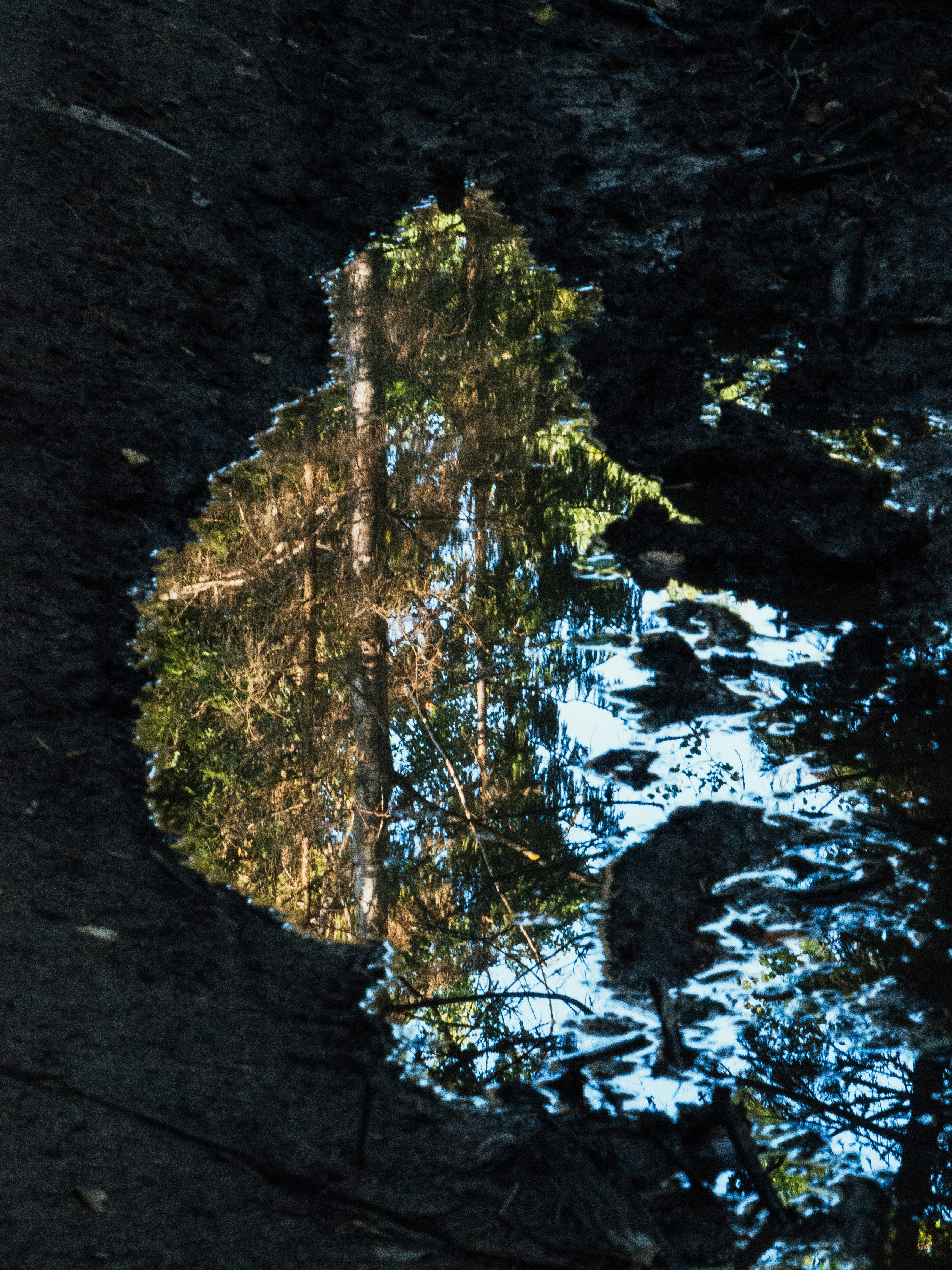 Reflected Canopy in a Rock Cavity