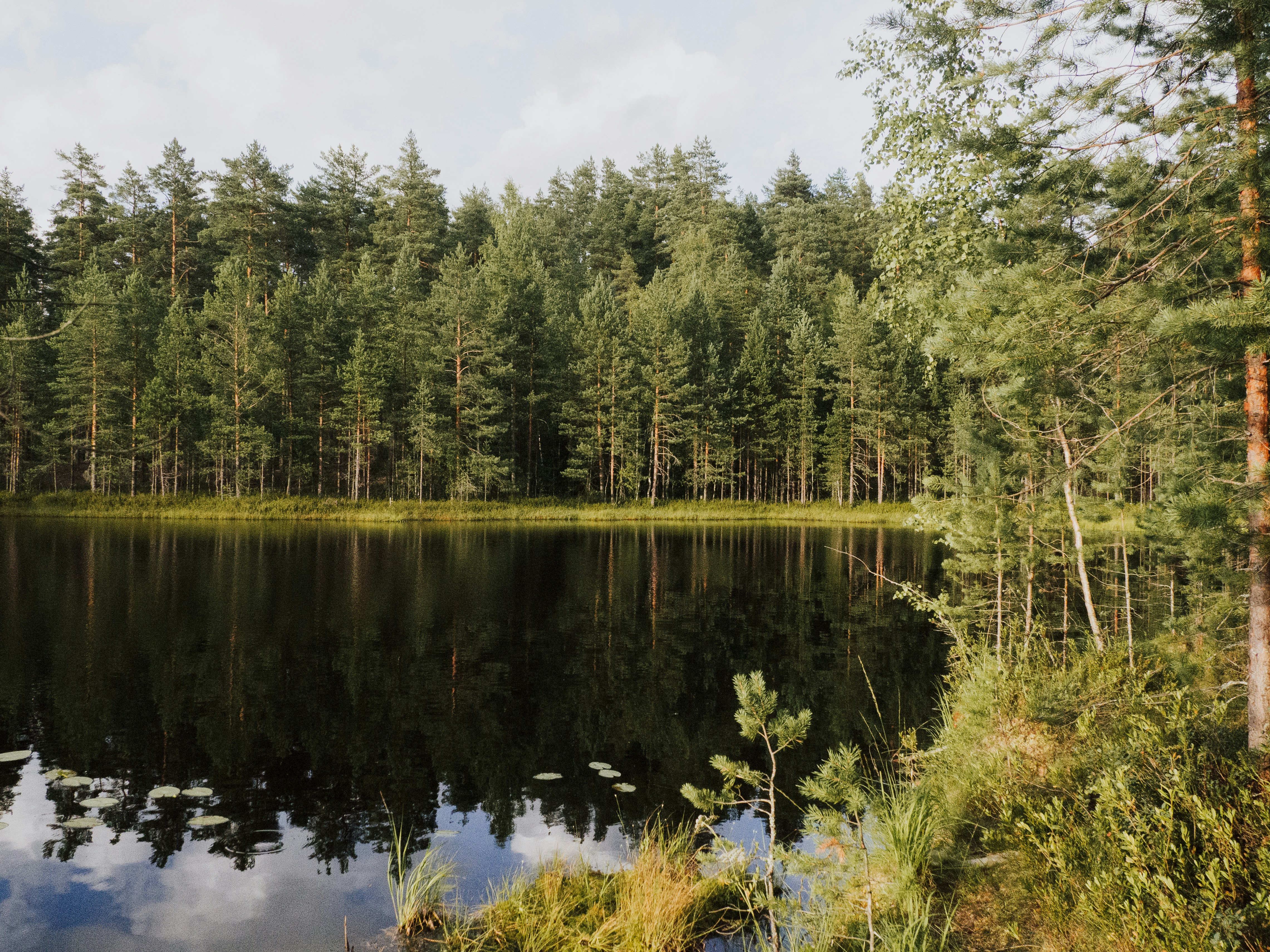 Calm lake reflecting a dense pine forest with a grassy, sunlit shoreline in the foreground.