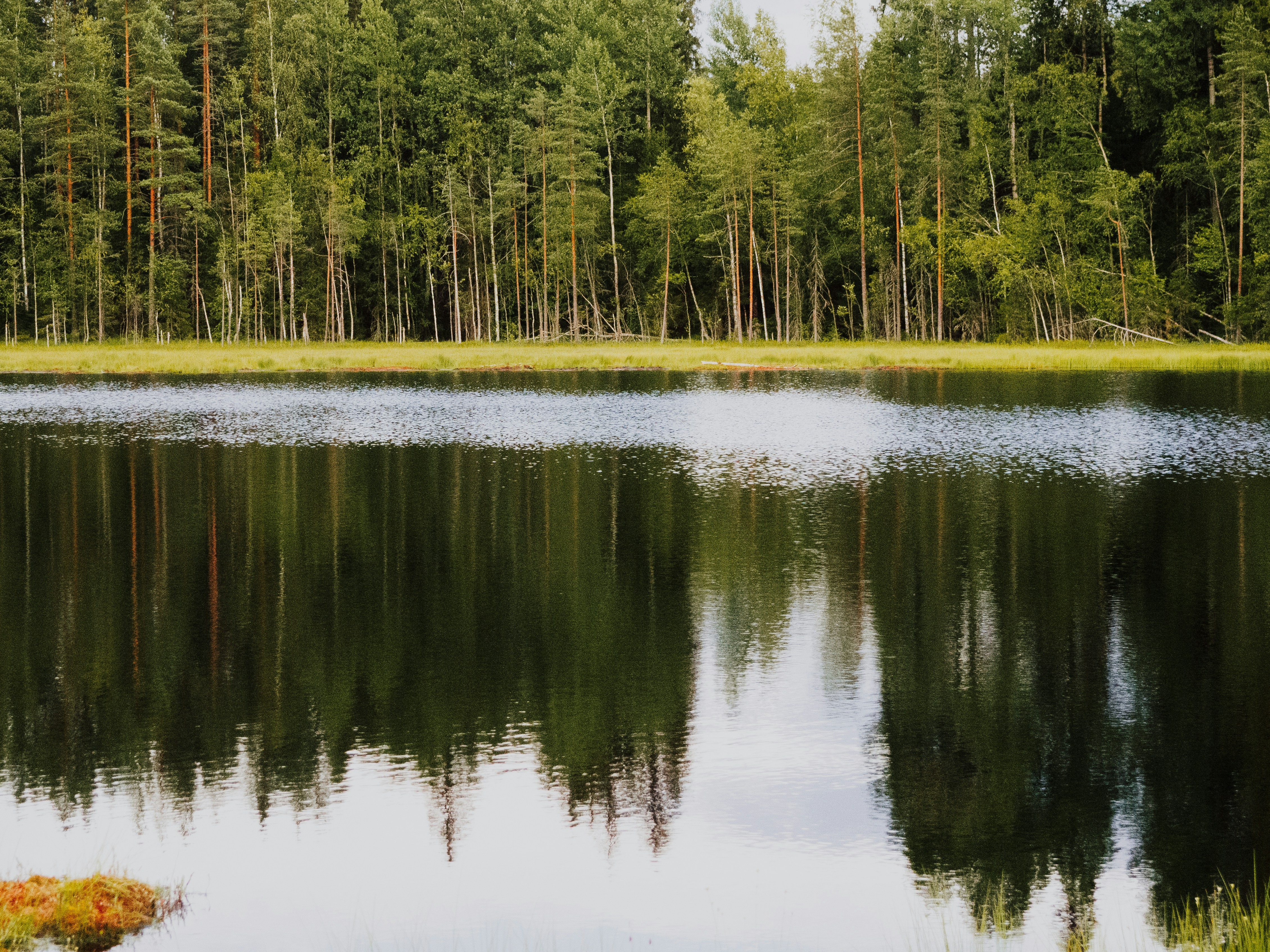 Mirror of Pines on a Quiet Lake