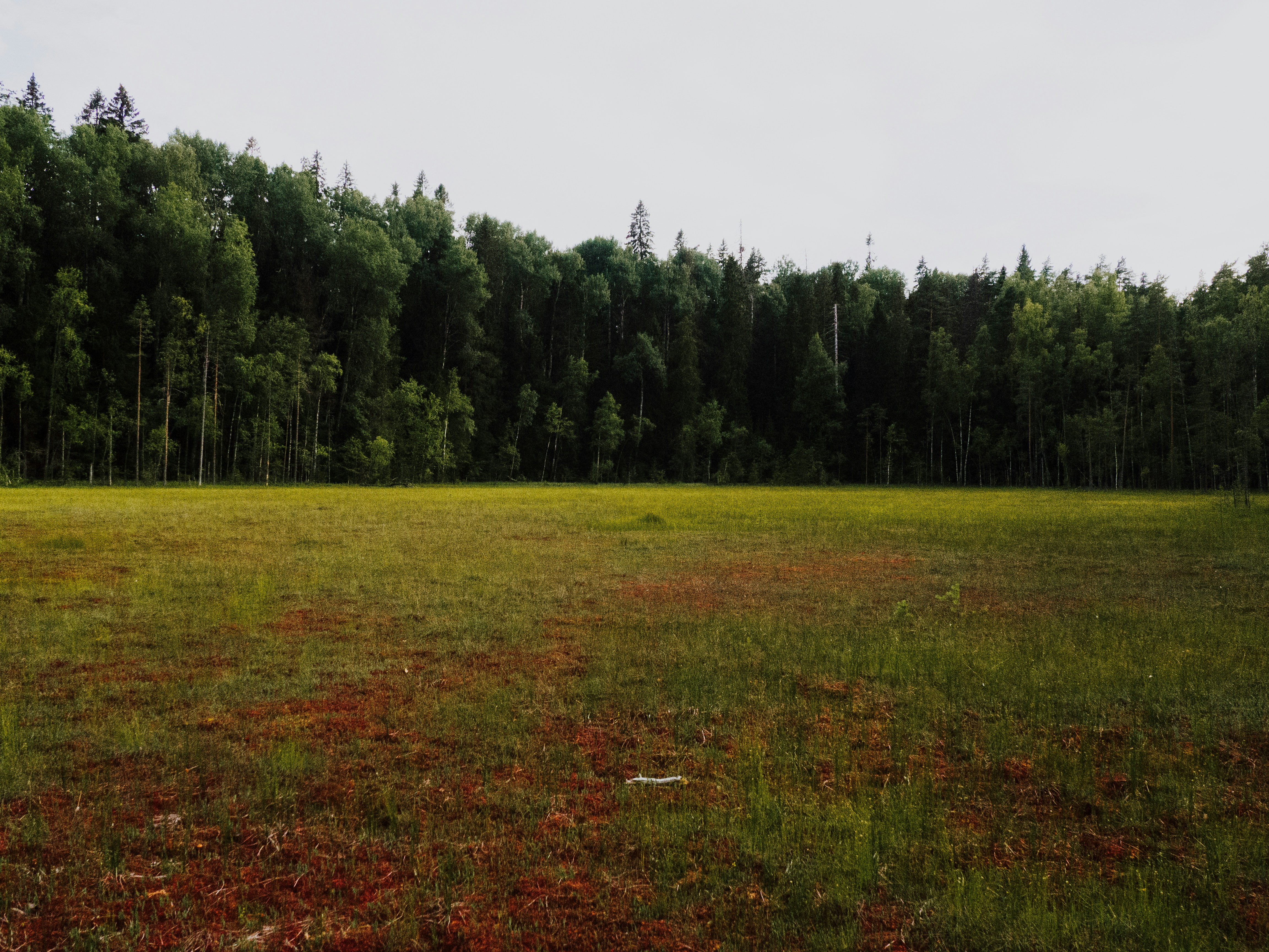 Edge of the Field: Golden Grassmeet with a Quiet Forest Horizon