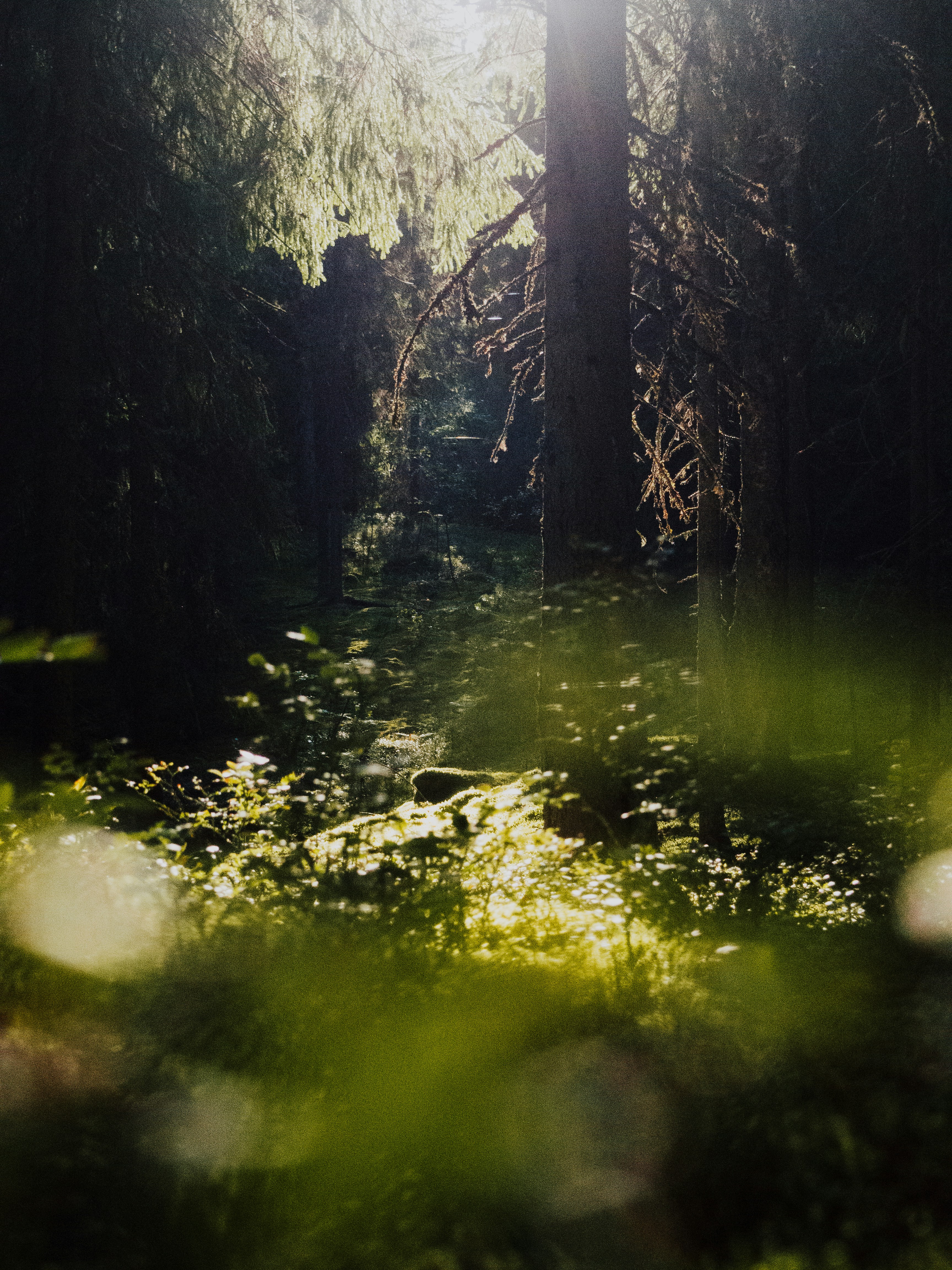 Sunlit Forest Gap: Quiet Path Through Dappled Light