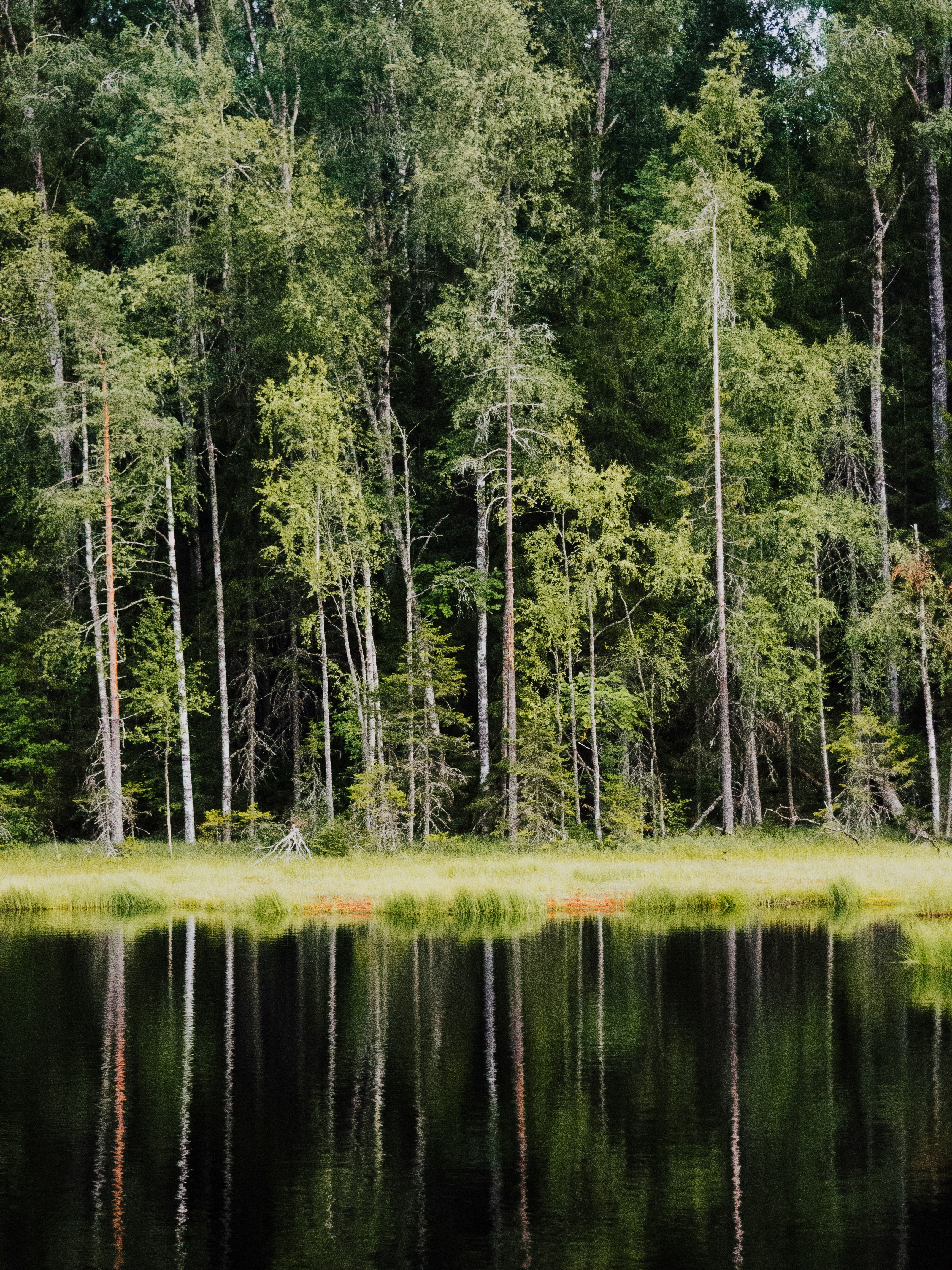 Mirror of Pines: A Quiet Lake Reflected in Dense Forest