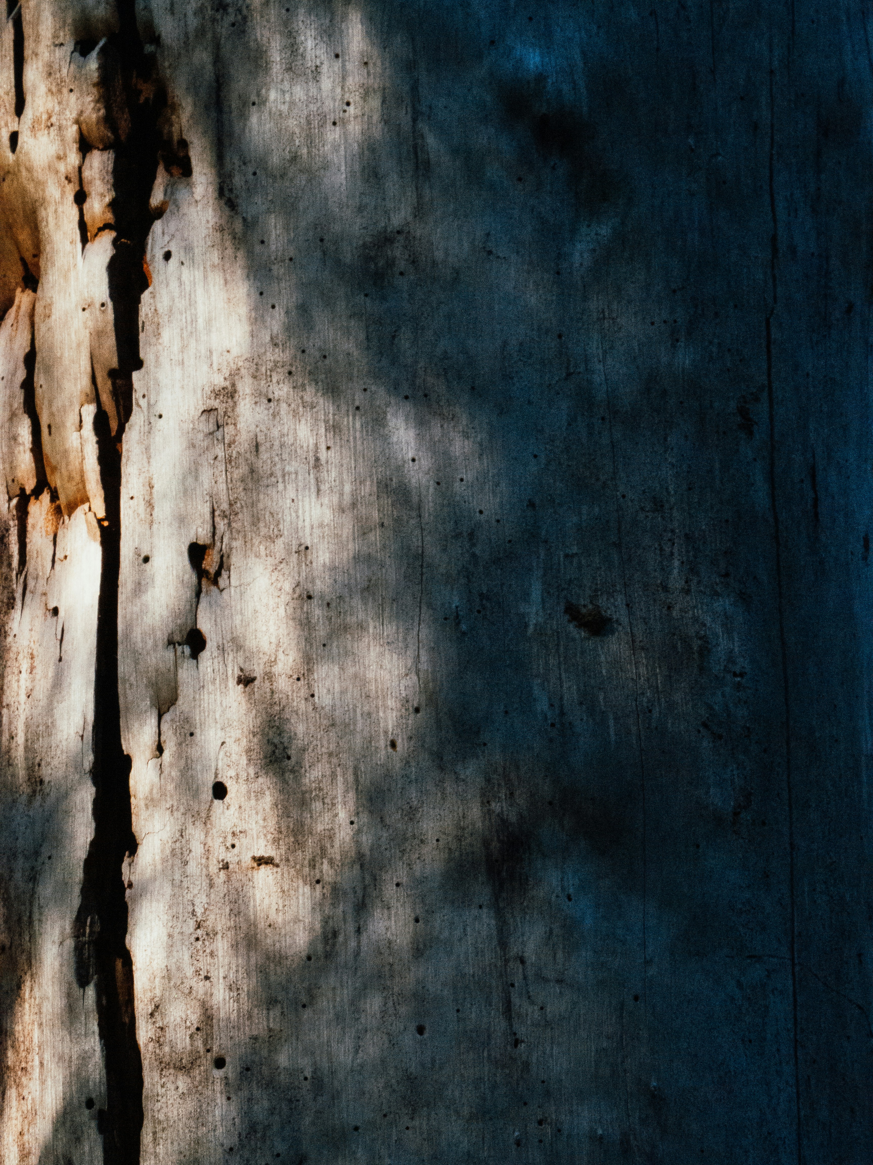 Shadowed Bark: Sunlit Striations on Weathered Wood