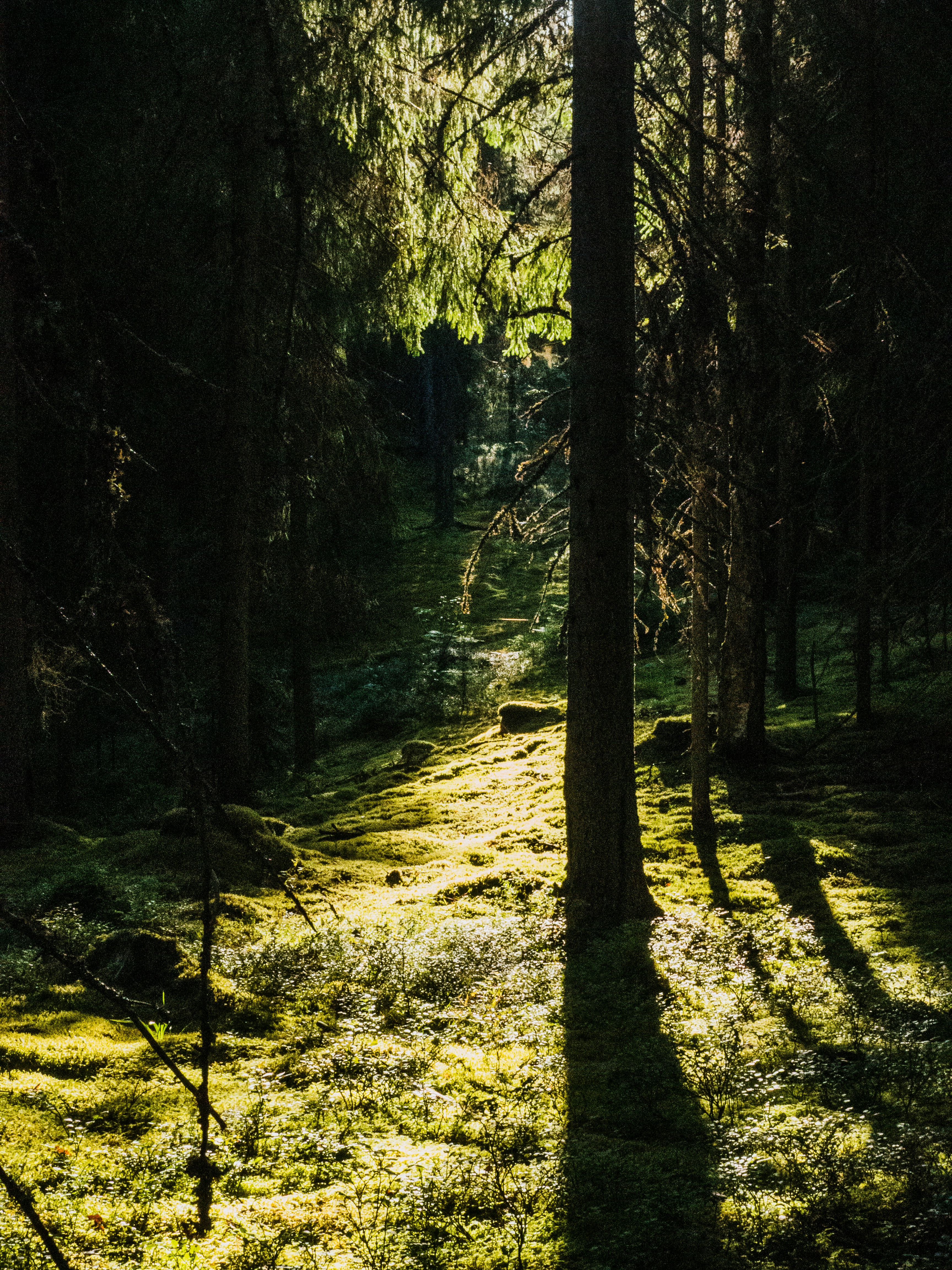 Sunlit Corridor: Pines and Moss in a Quiet Forest Glade