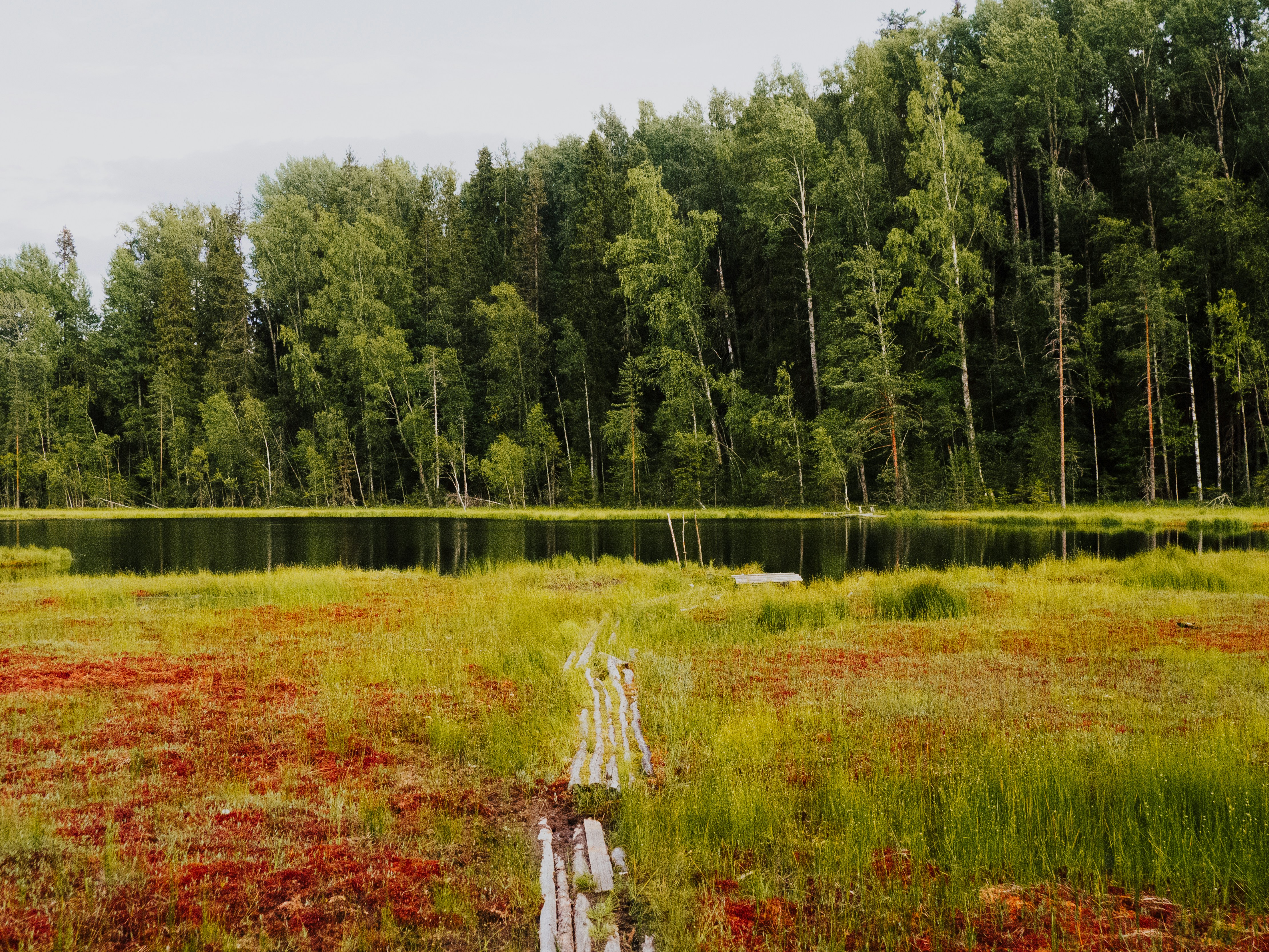 Mirror of Autumn Mosso: A Quiet Wetland Meadow by the Pines