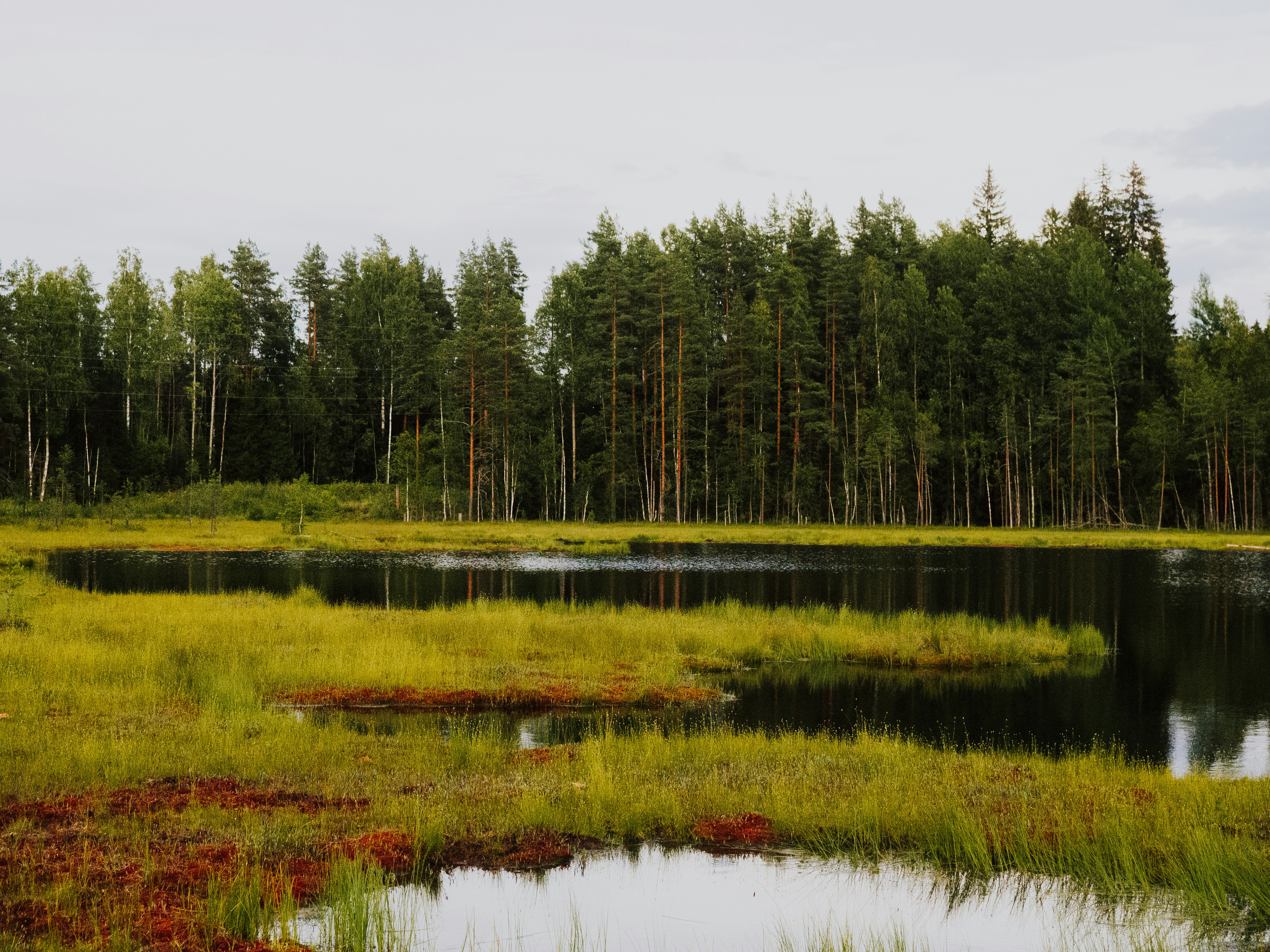 Ripples at the Margin: Quiet Wetland Edge with Pine Line