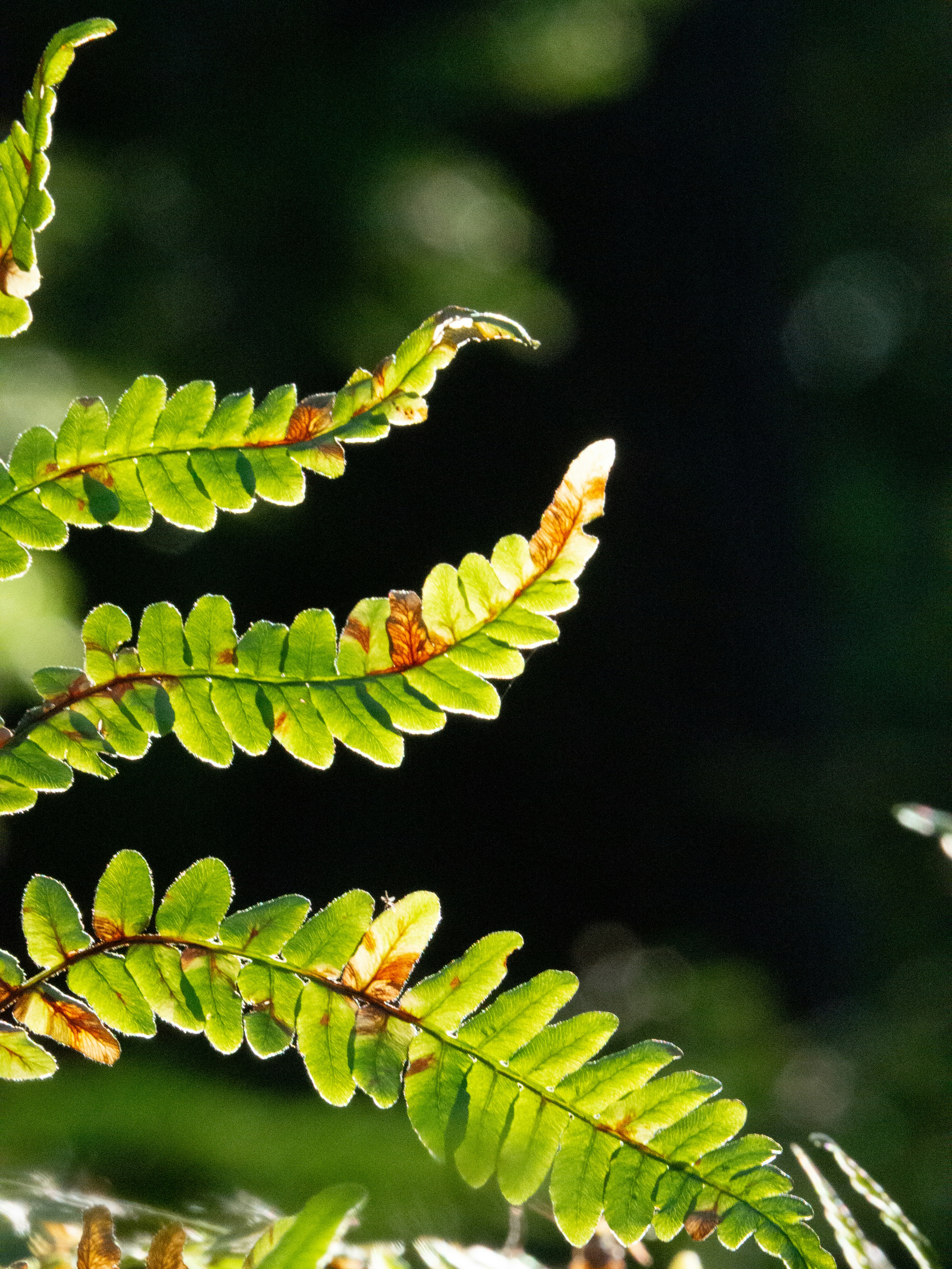 Sunlit Fern Fronds in Sharp Focus