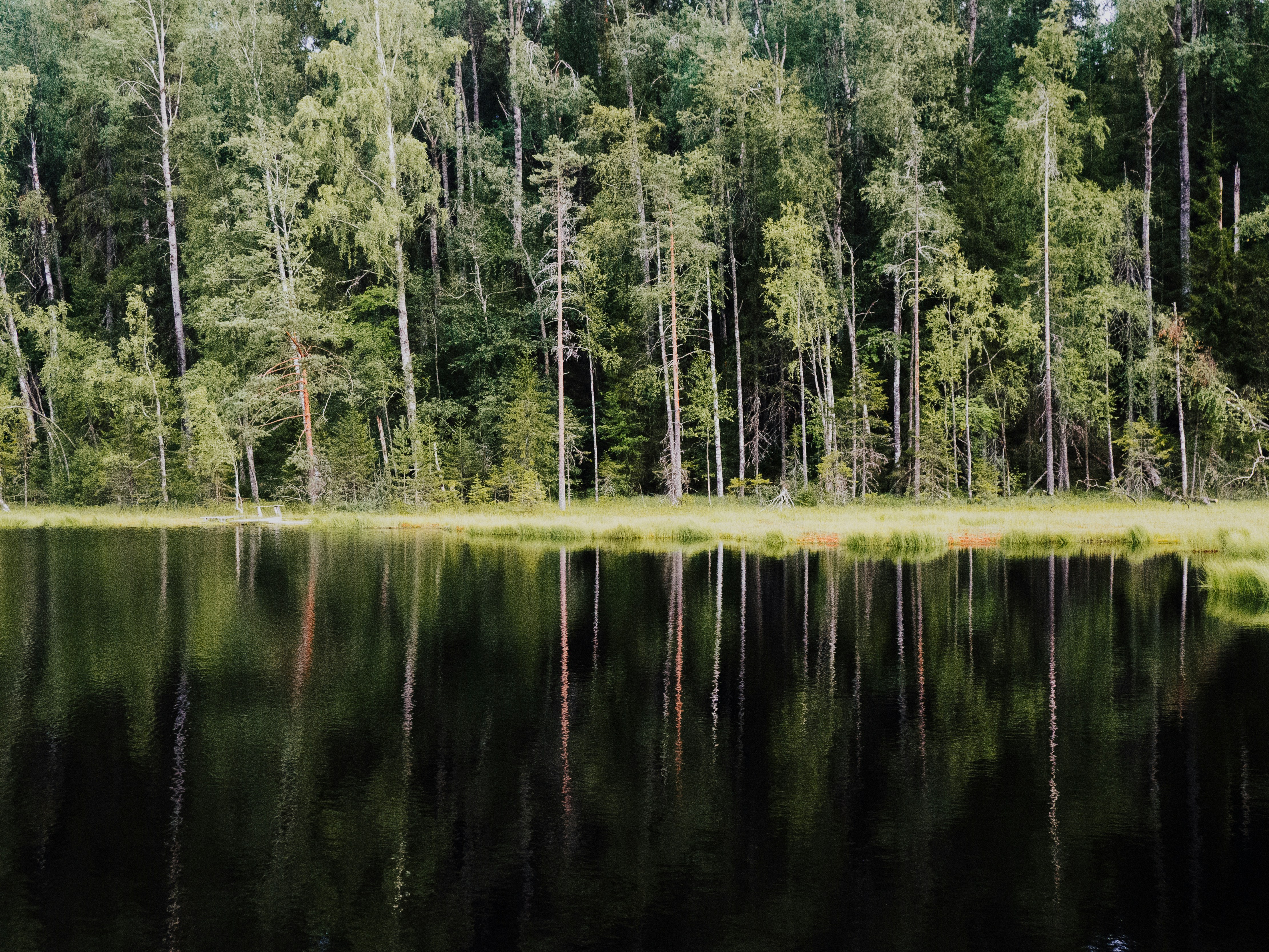 Whispering Pines Reflected: Forest Shore at Dusk