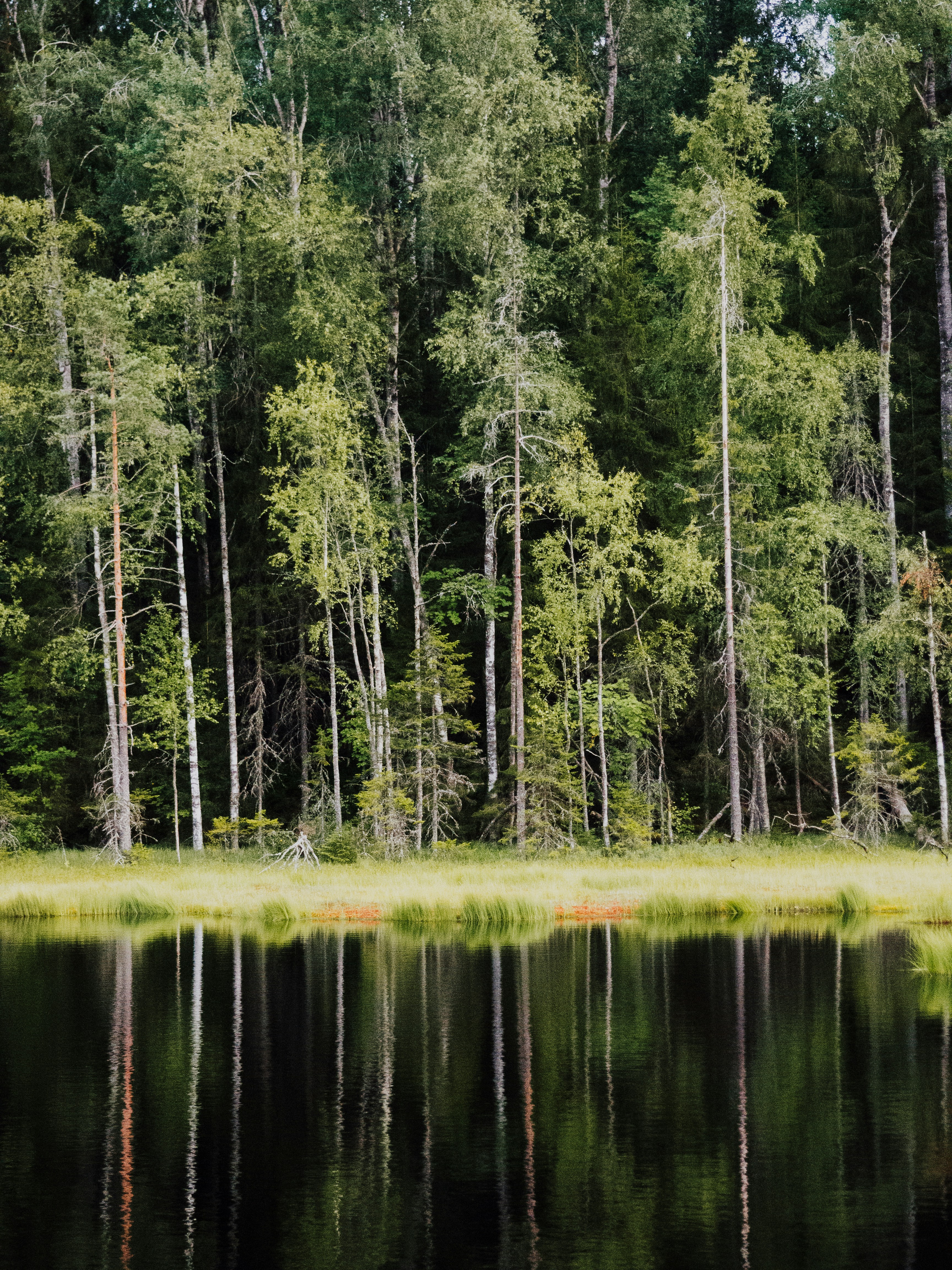 Mirror of Pines: Forest Edge Reflected in Lake