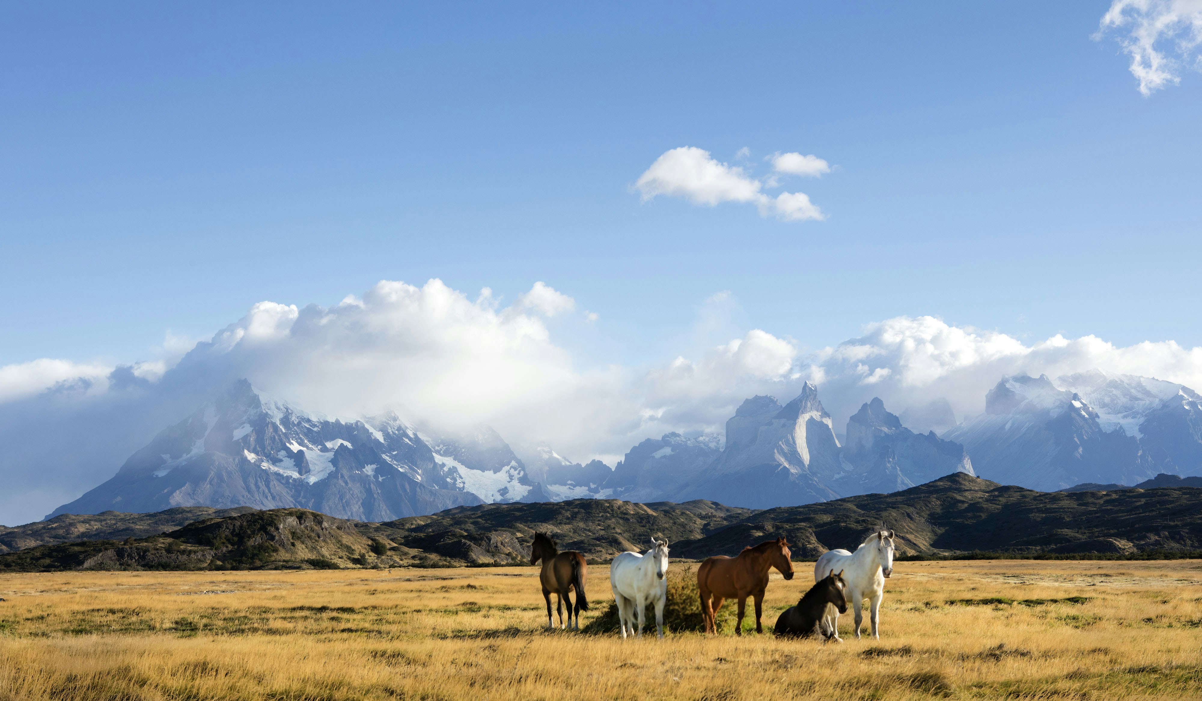 Herd at Dappled Plain Beneath Alpine Peaks
