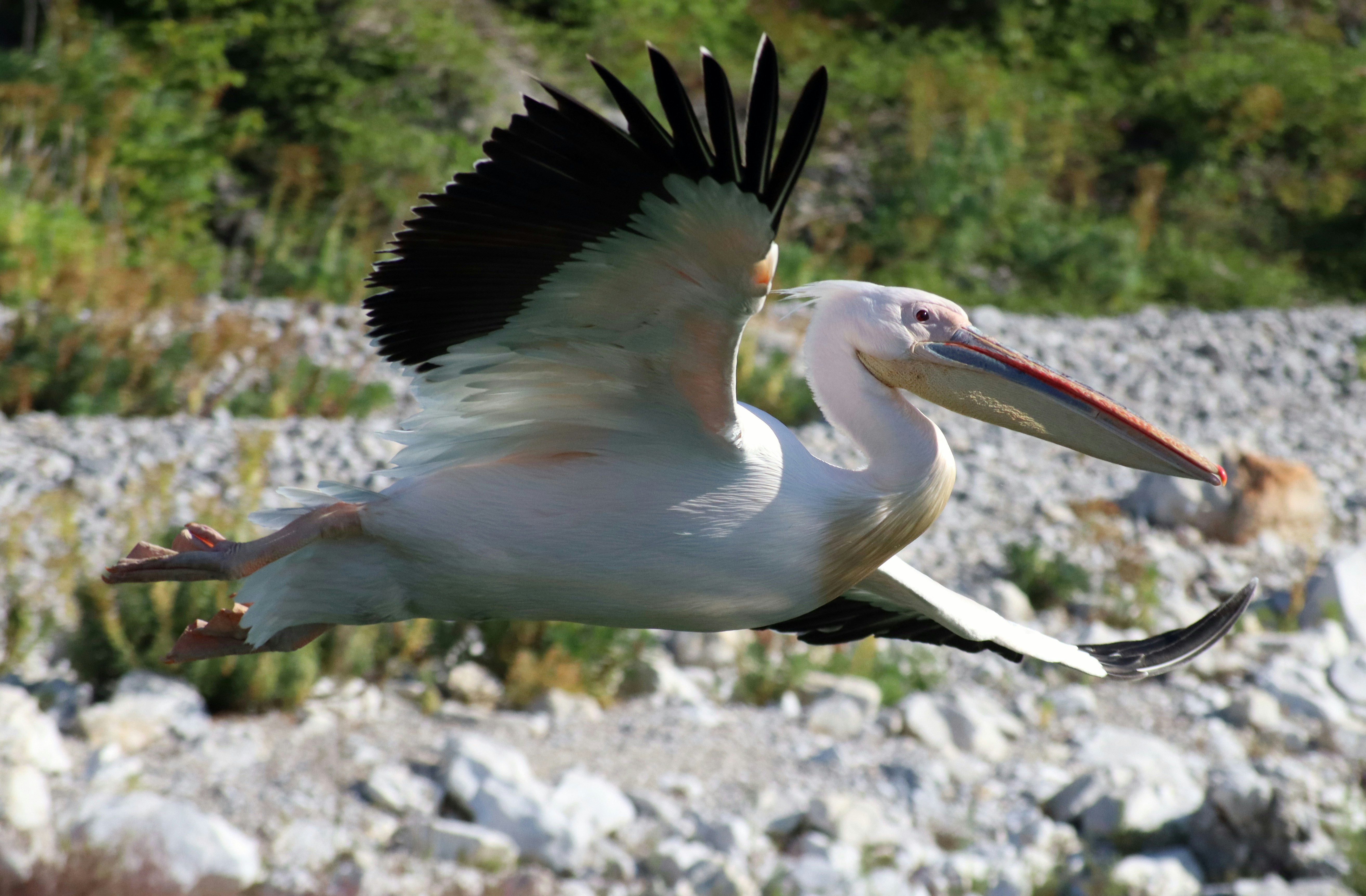 Midflight Pelican: Wings Slicing Across a Pebble Riverbed