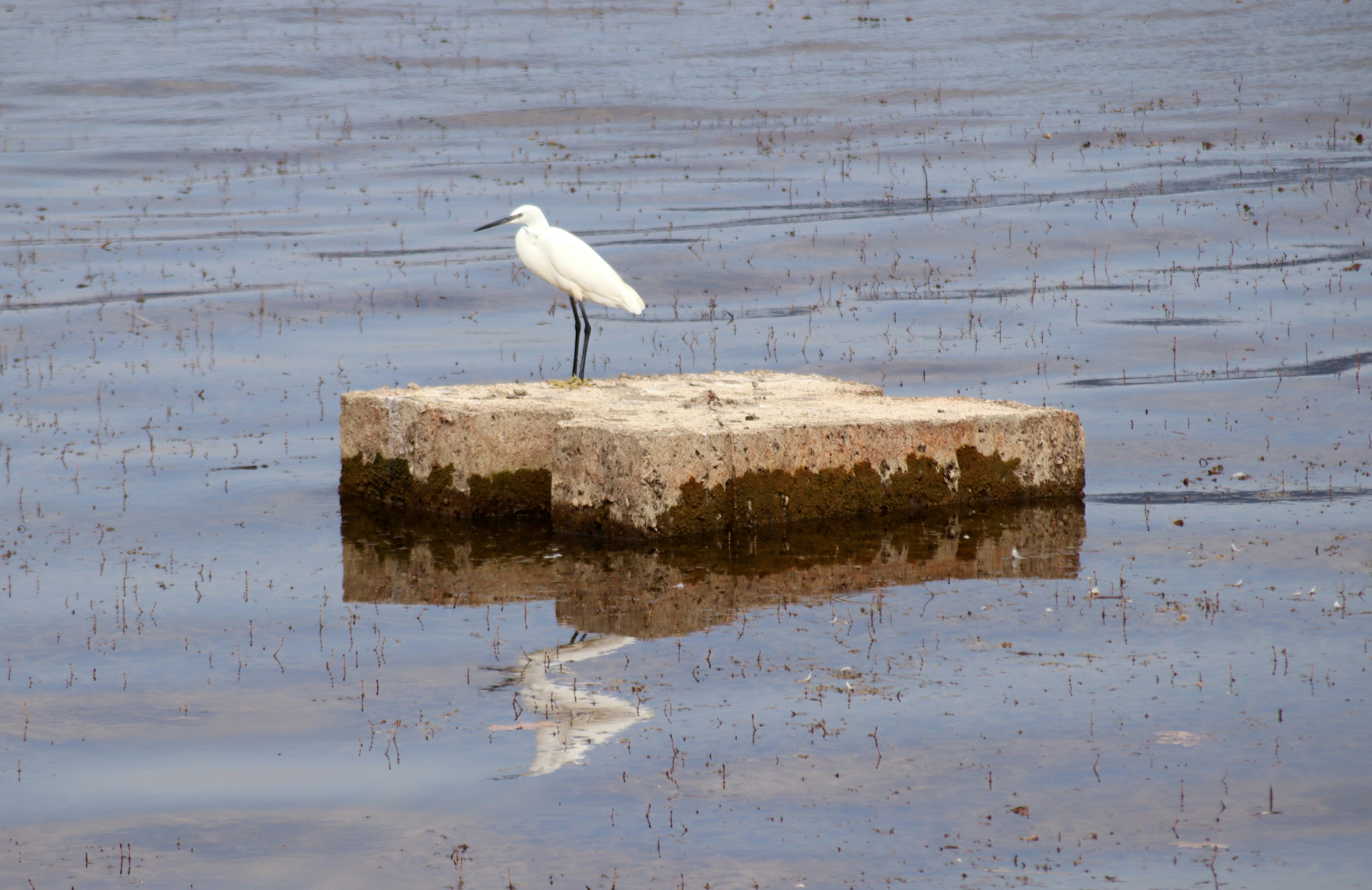 Egret on a Weighed Moment: White Heron Standing on a Dune-like Concrete Block