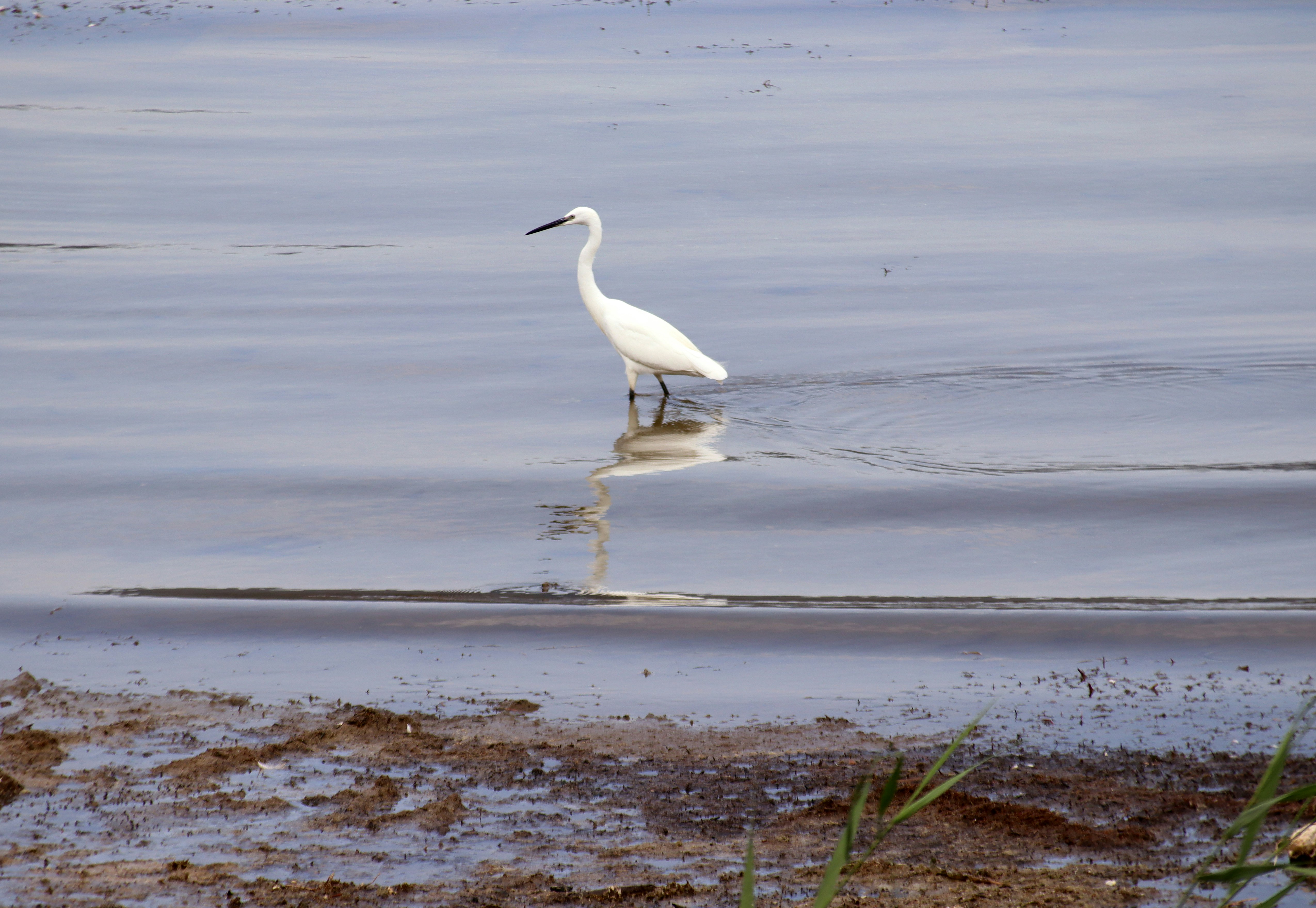 Elegant Egret in Quiet Shoreline Pool