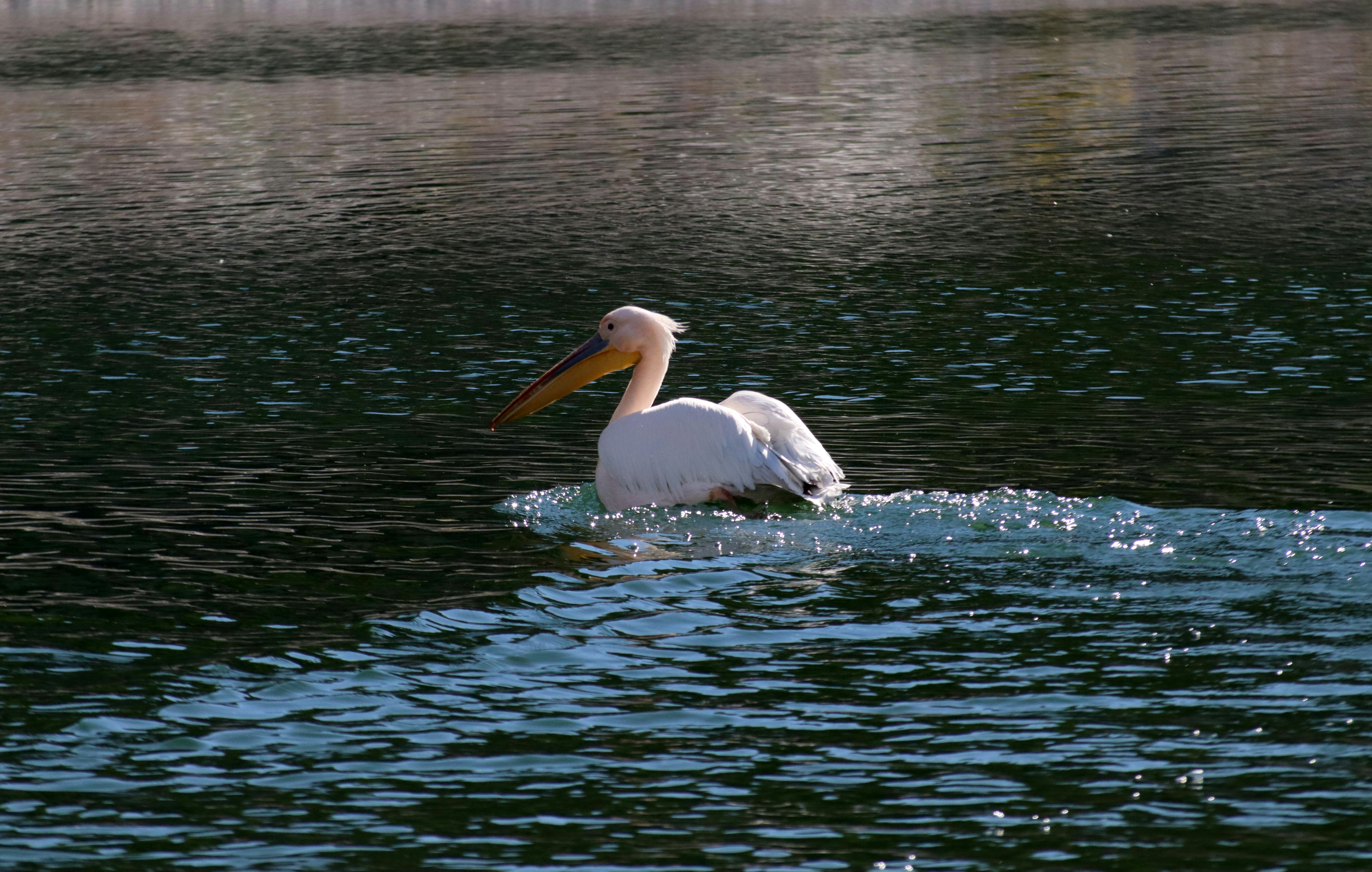Gliding Pelican on Sunlit Ripples