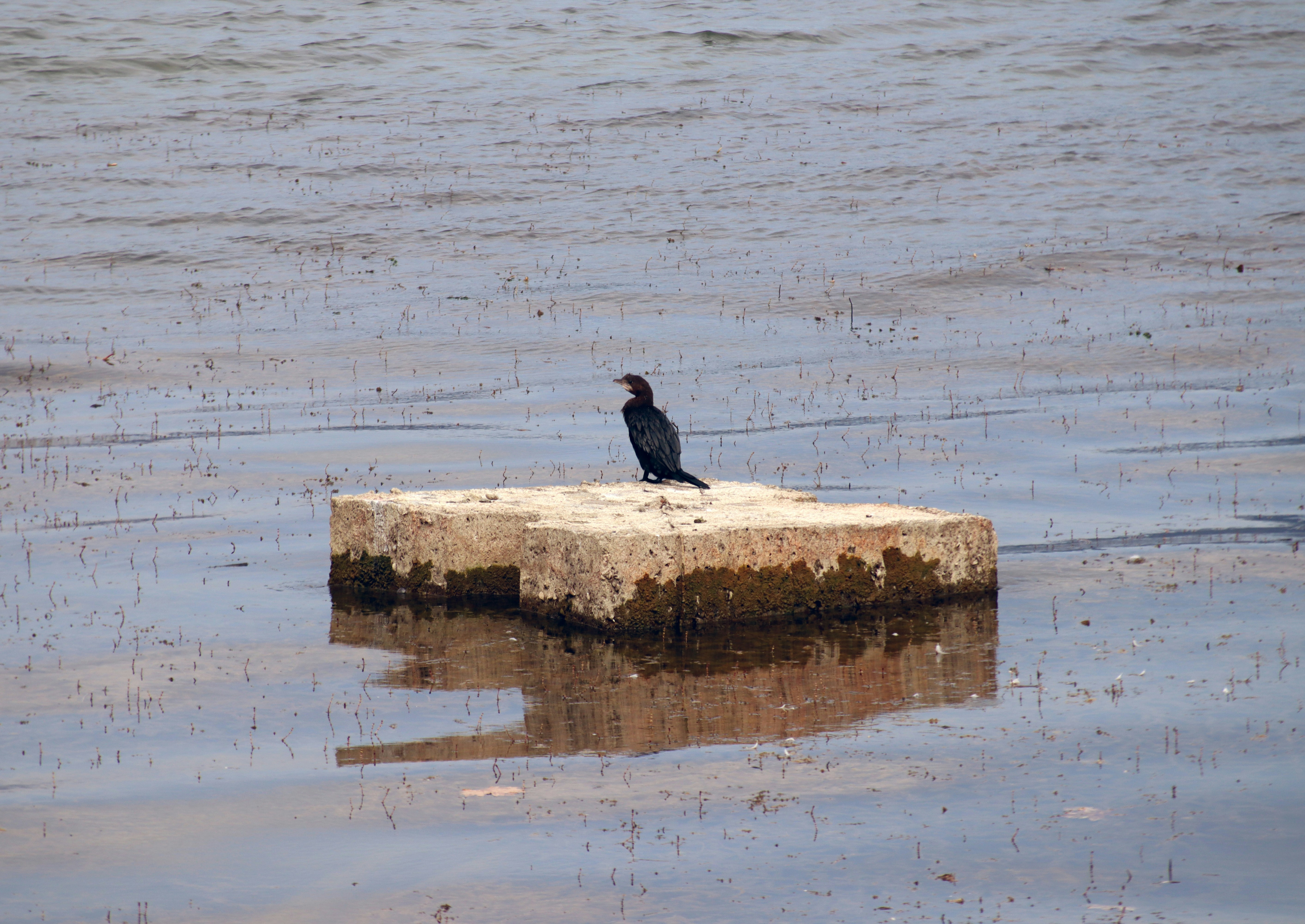 Bird on a Concrete Island: Quiet Reserve in Shoreline Light