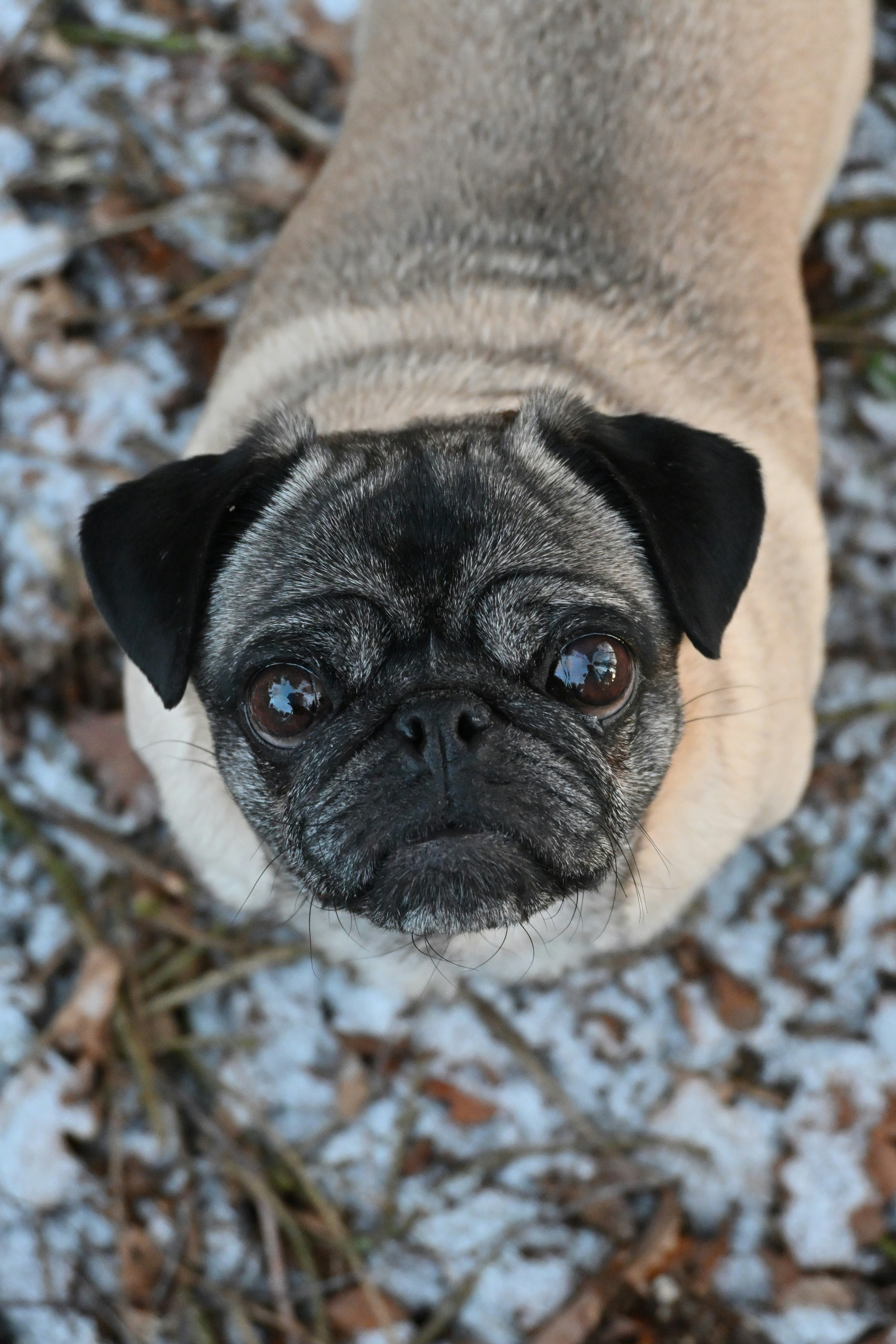 Direct gaze: a pug captured from above with curious, glossy eyes