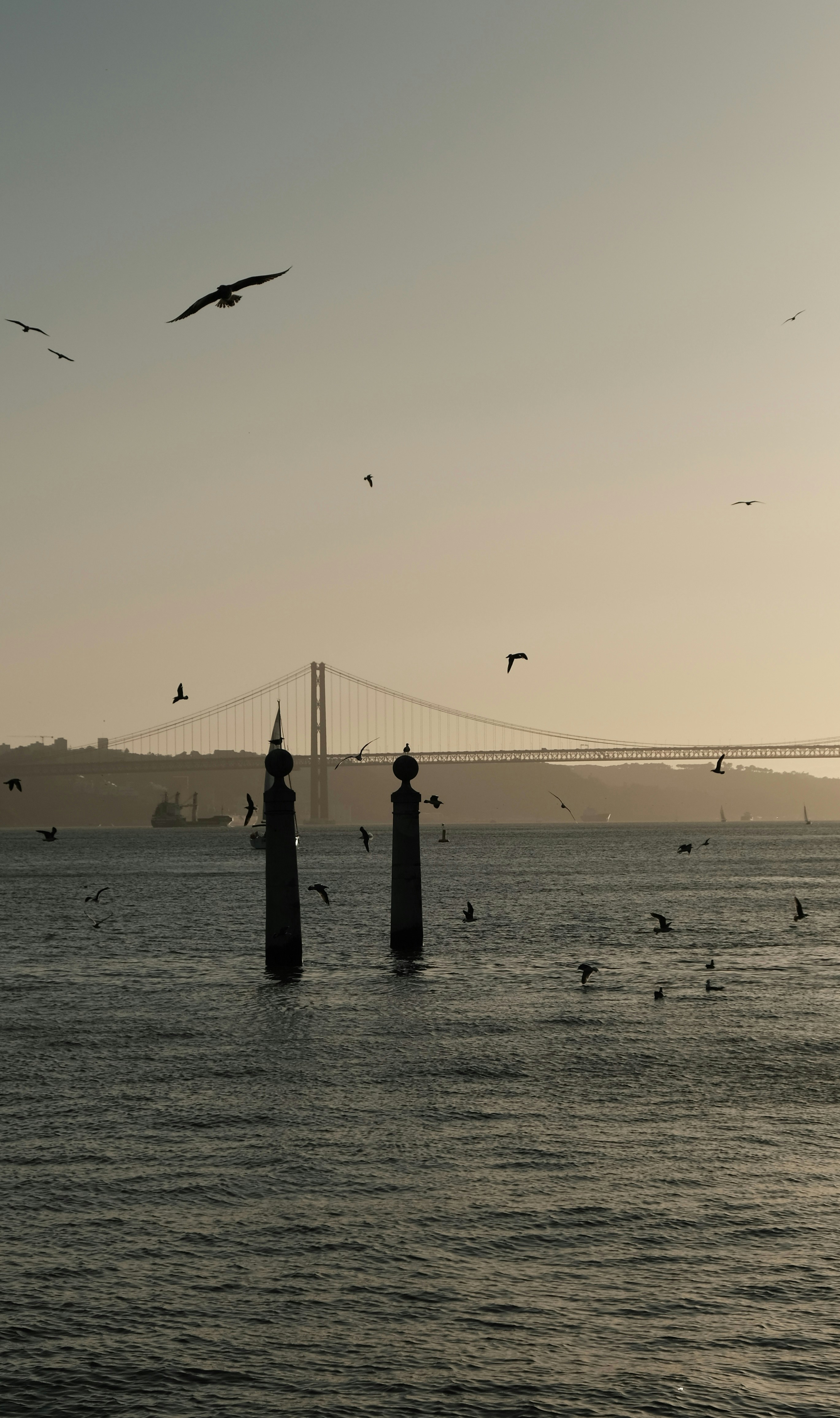Soaring Silhouettes over the Dusk Bridge