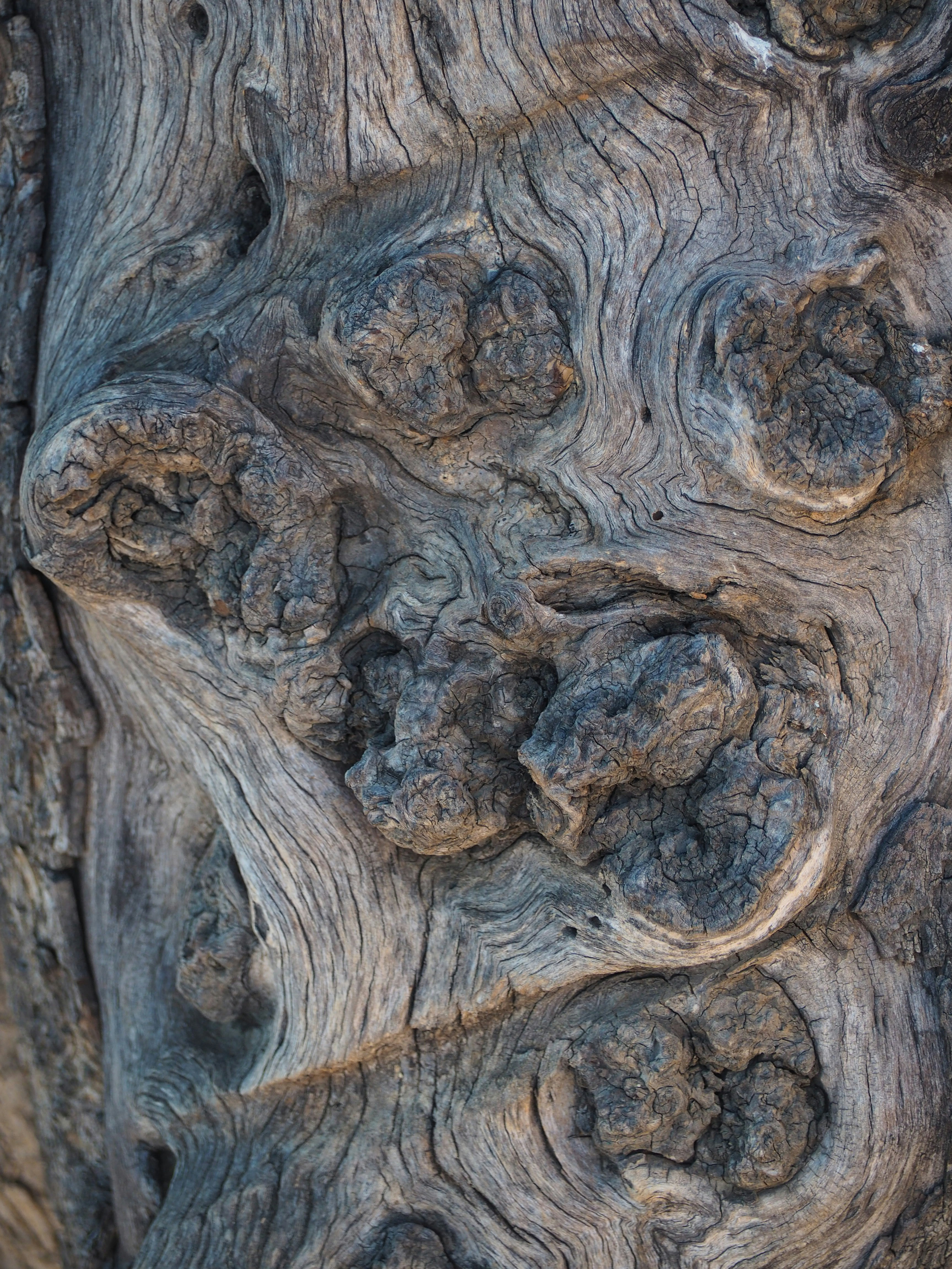 Close-up of weathered tree bark with swirling grain and knot patterns revealing years of growth. A natural texture study highlighting organic Lines and resilient wood. Logo-free natural texture.