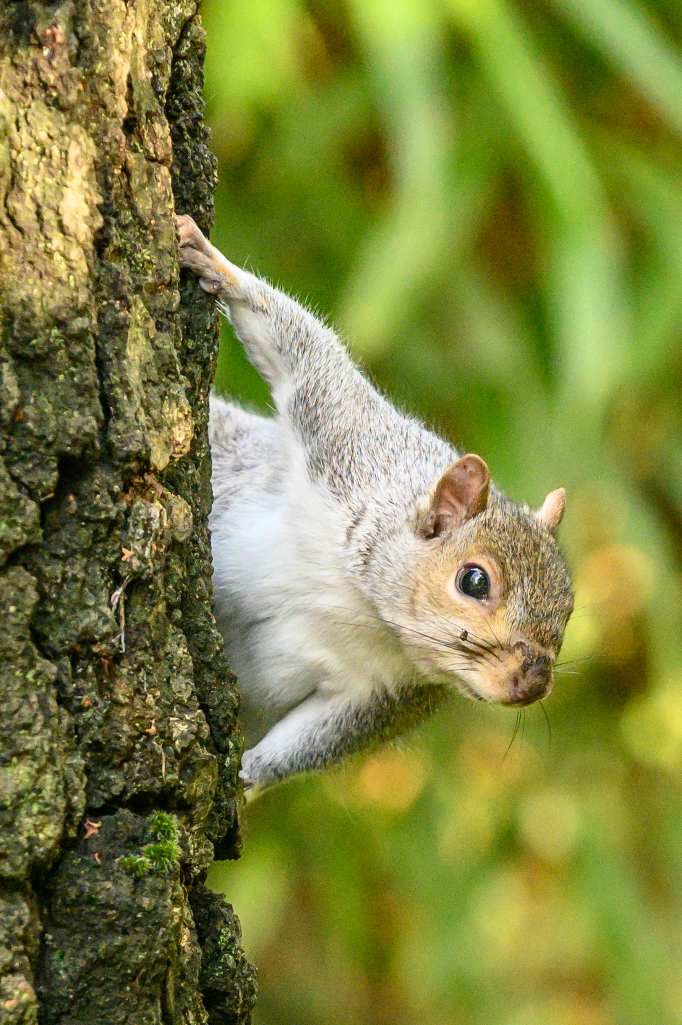 A grey squirrel clinging to the side of a textured tree trunk