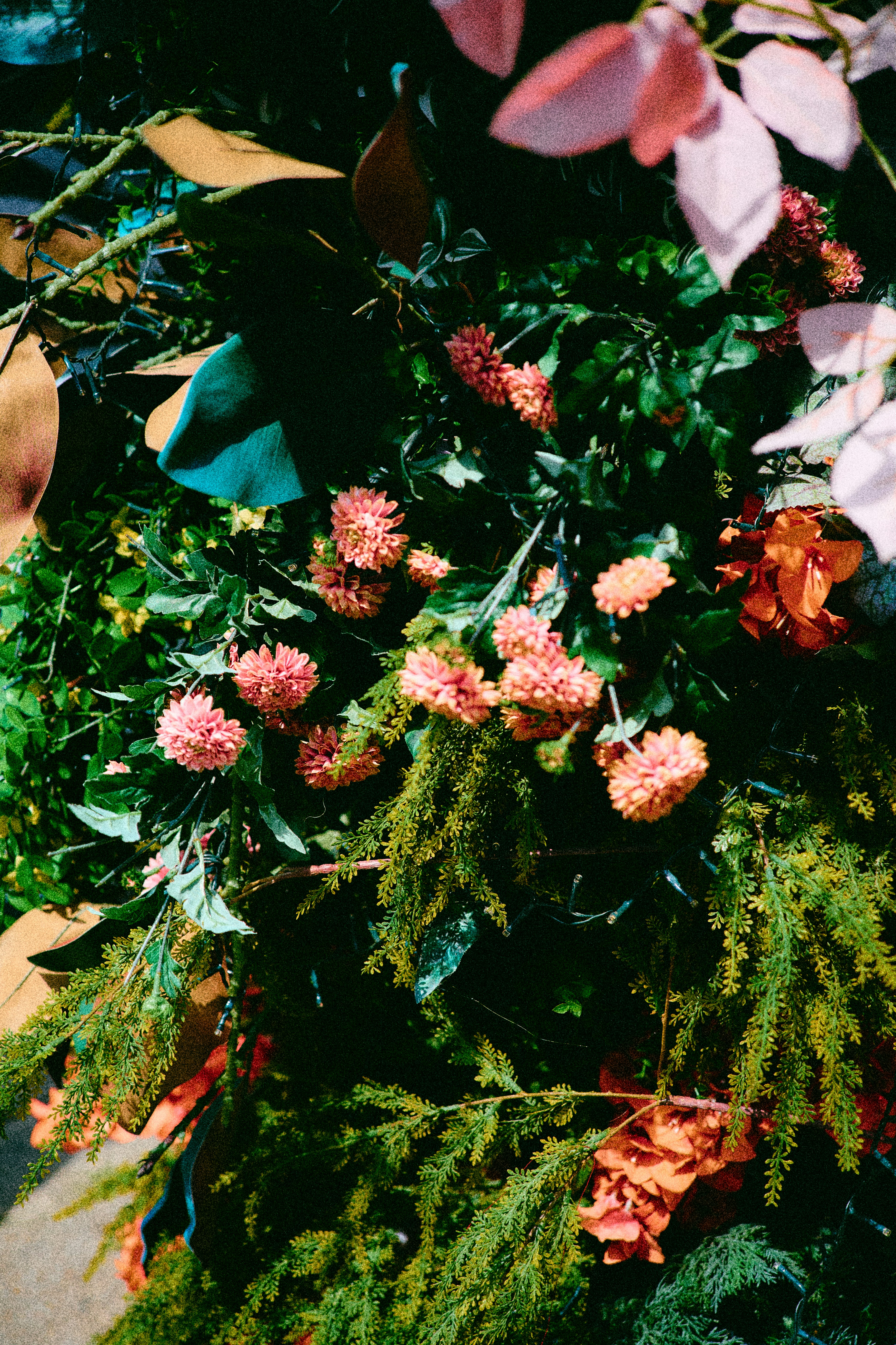 Floral Tapestry: Rosettes and Ferns Framing Sunlit Foliage