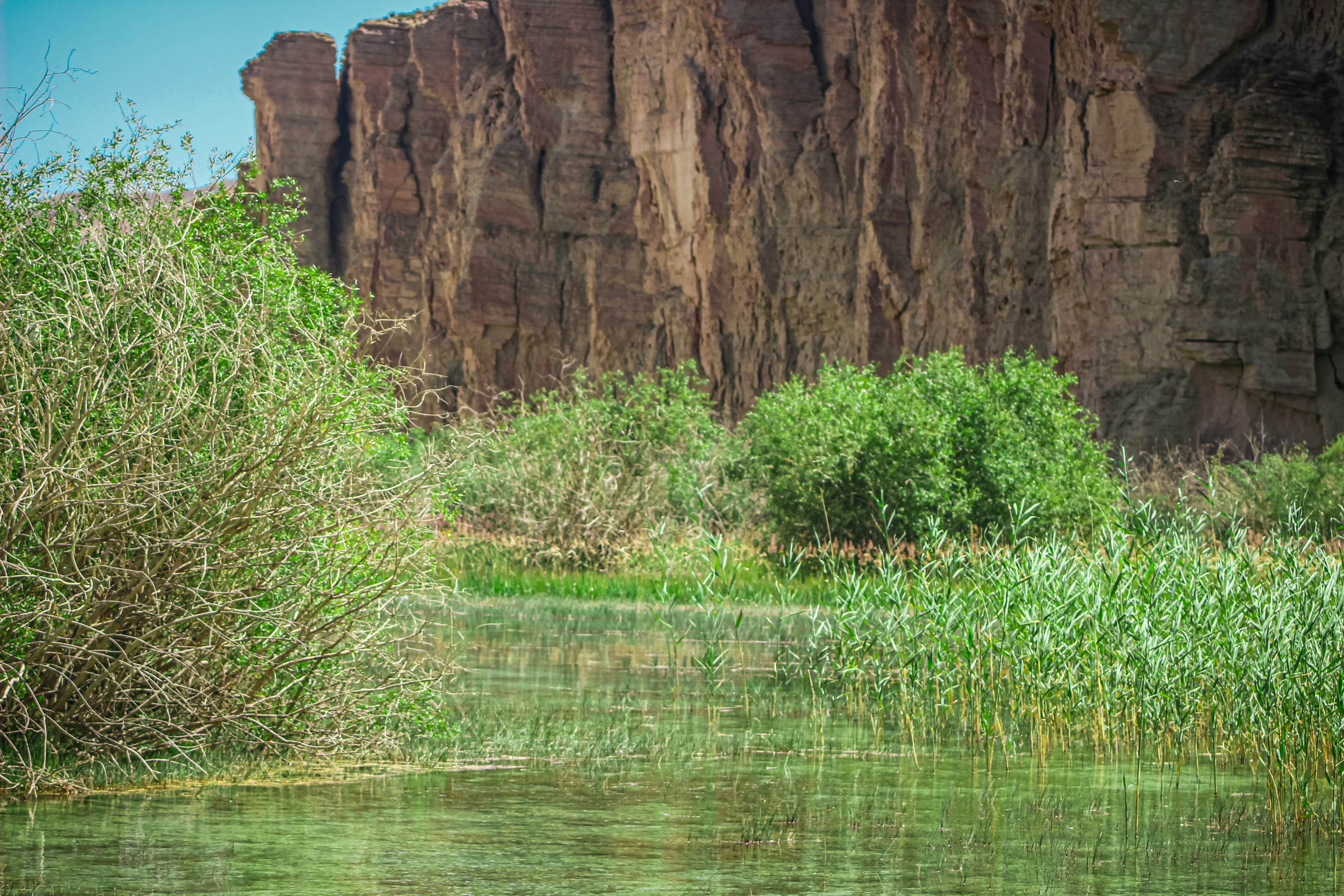 Verdant Wetland at the Base of Rugged Cliffs