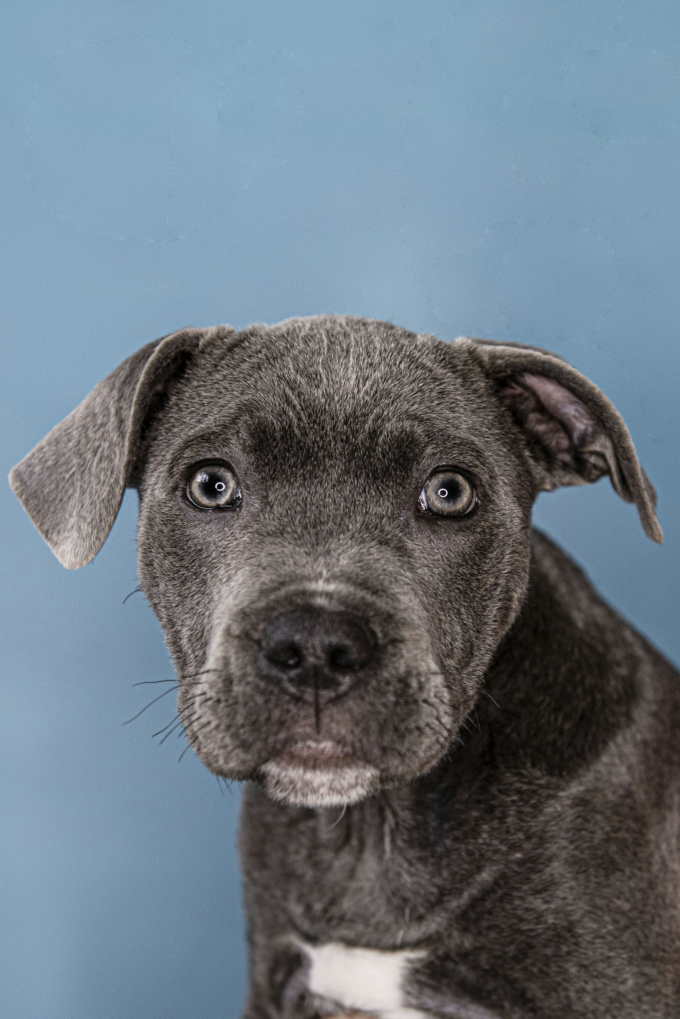 Blue Backdrop, Brown Pup: A Curious Look into the Lens