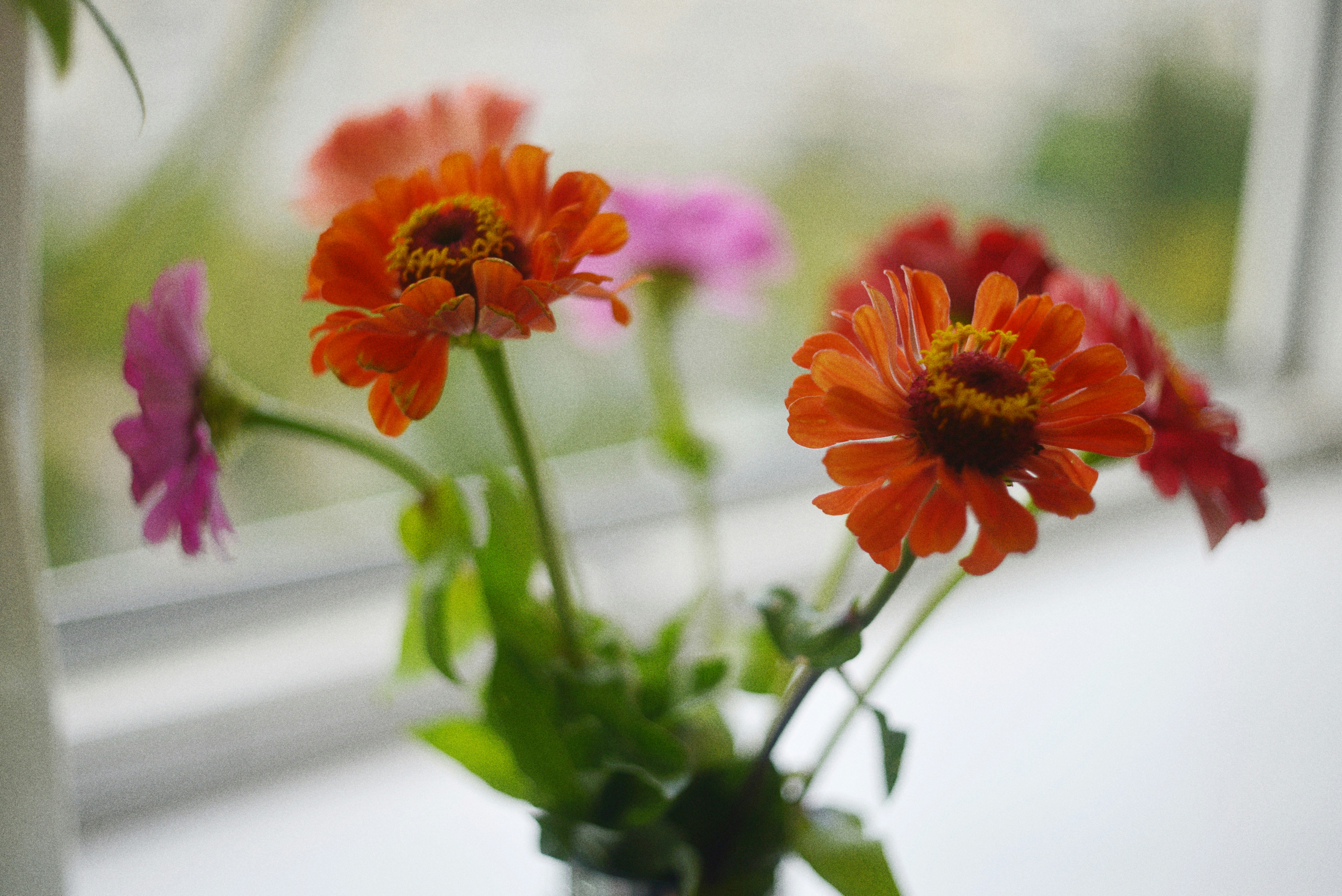 Vibrant orange zinnias sit in a small vase by a softly focused window, with a pale background highlighting the flowers as the main subject.