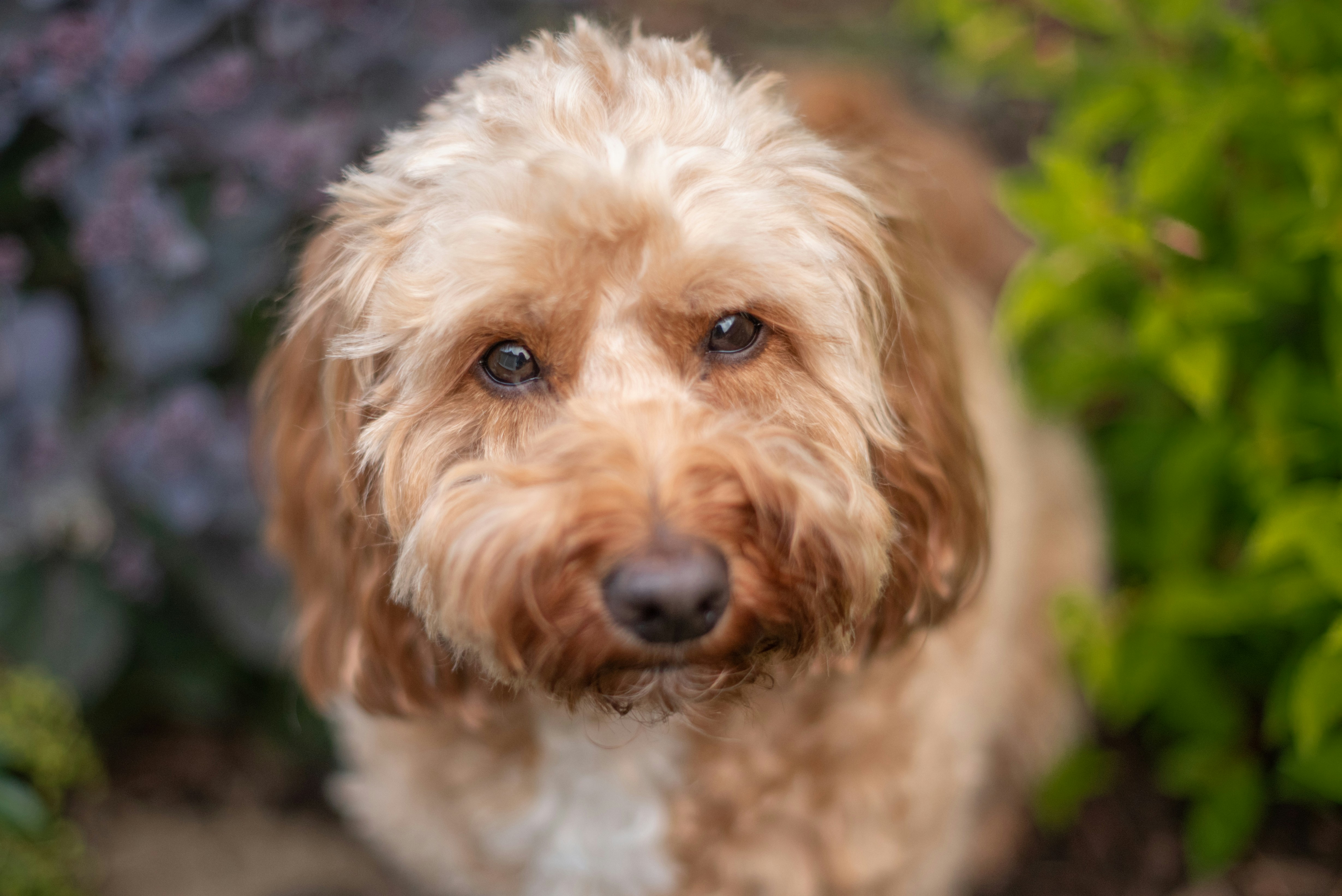 Close-up of a fluffy brown dog in a garden, with blurred background and green foliage. The subject’s eyes draw attention as the focal point in a shallow depth of field.