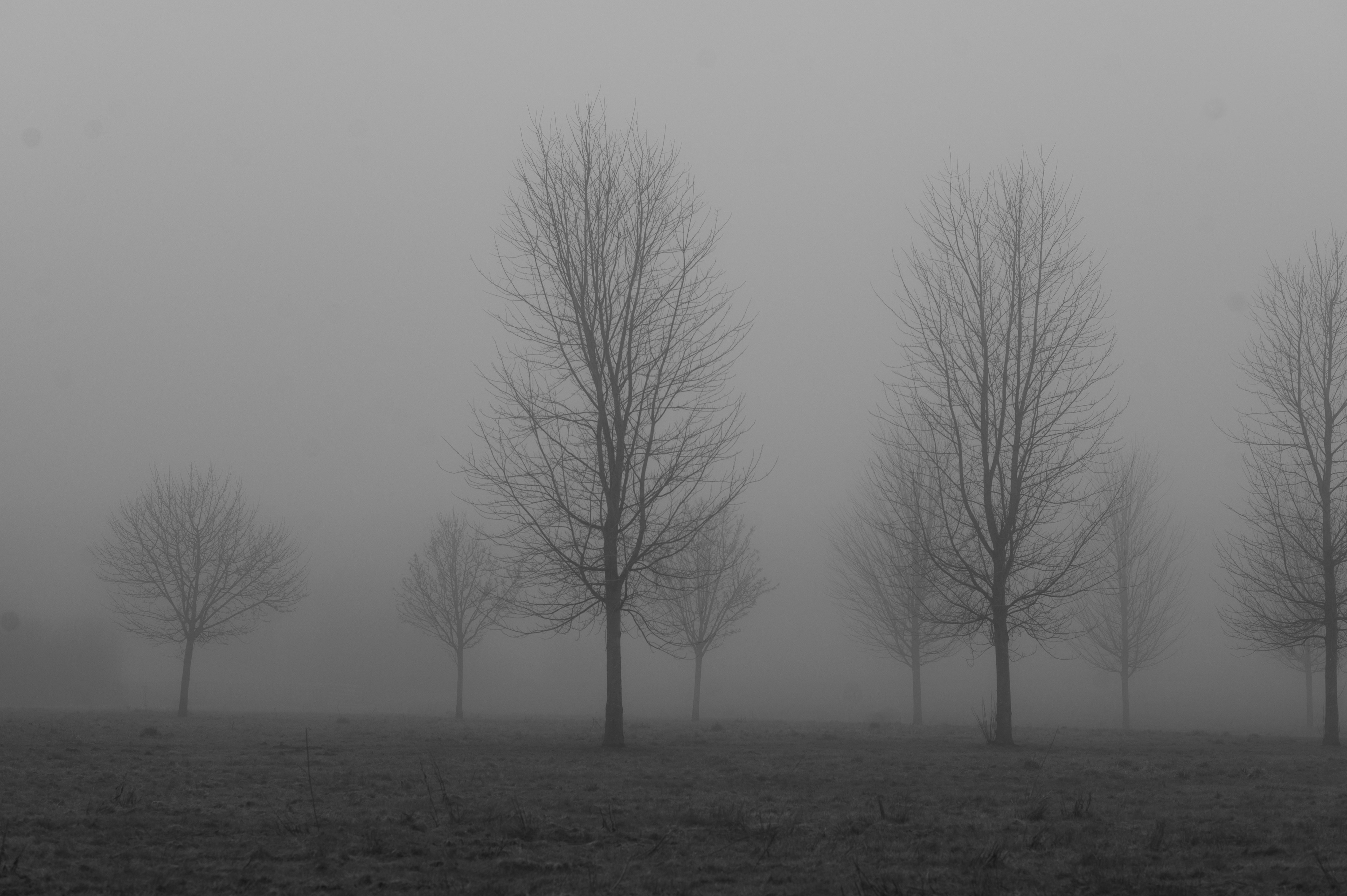 Fog-Softened Lineage: A Row of Silent Trees on a Dim Field