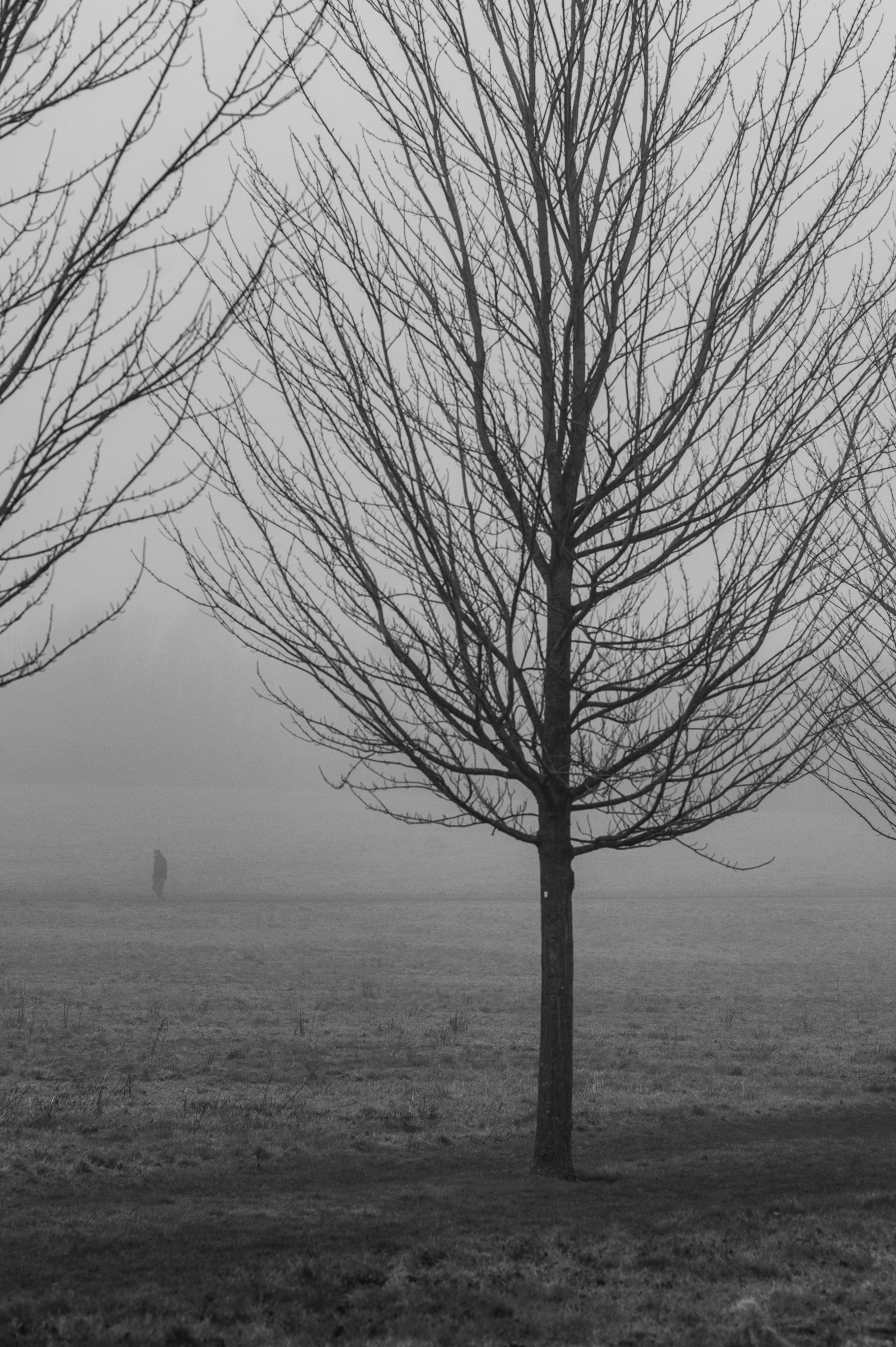 Lone Tree in a Quiet Fog