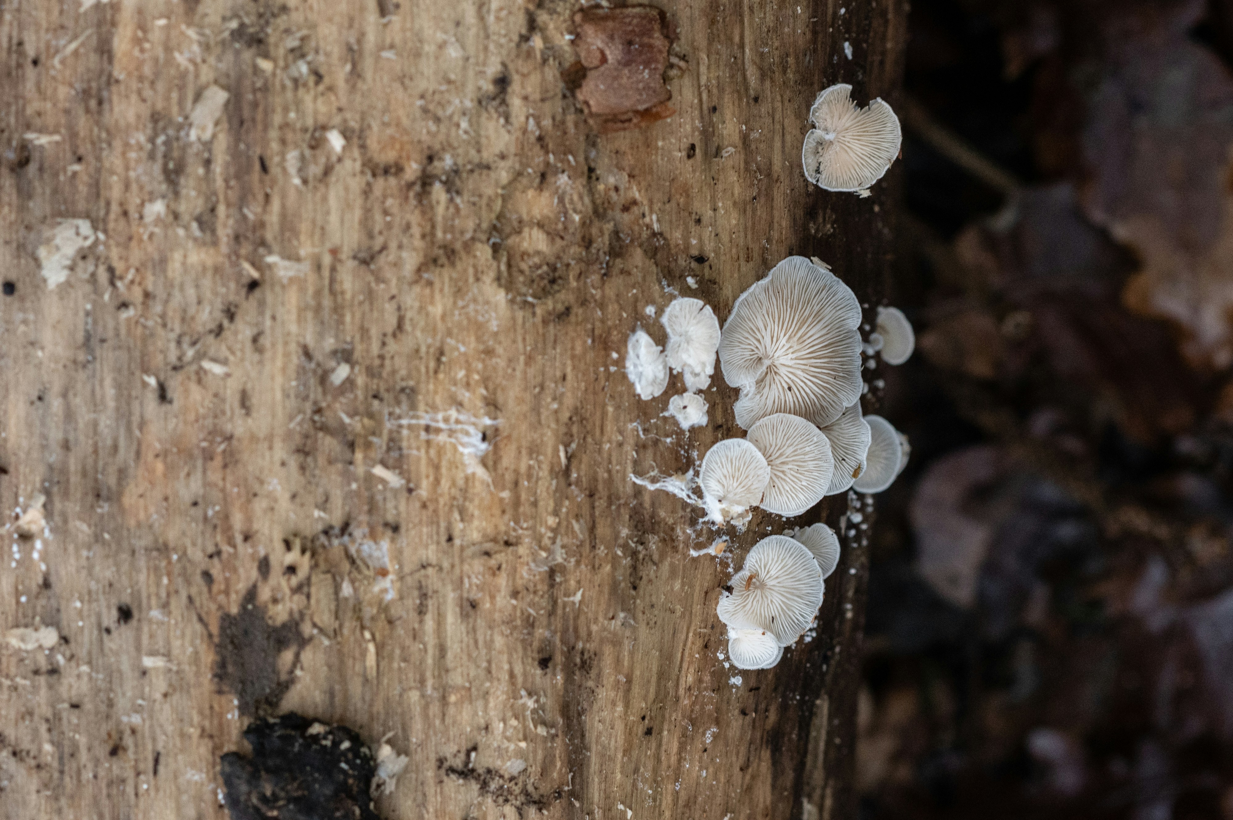Tiny Shelf Dwellers on Weathered Wood