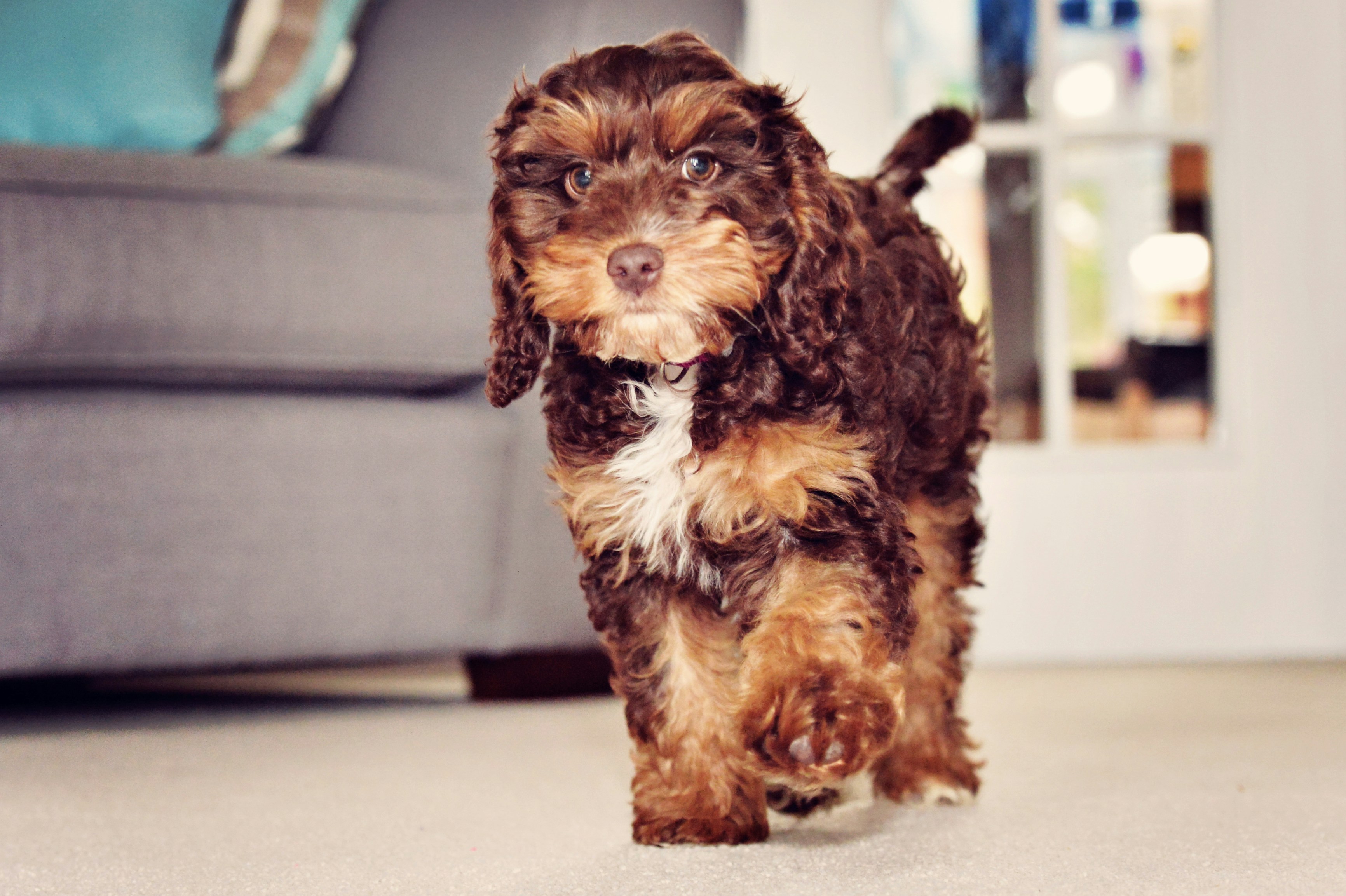 Cheerful Pup Steps into the Living Room Light