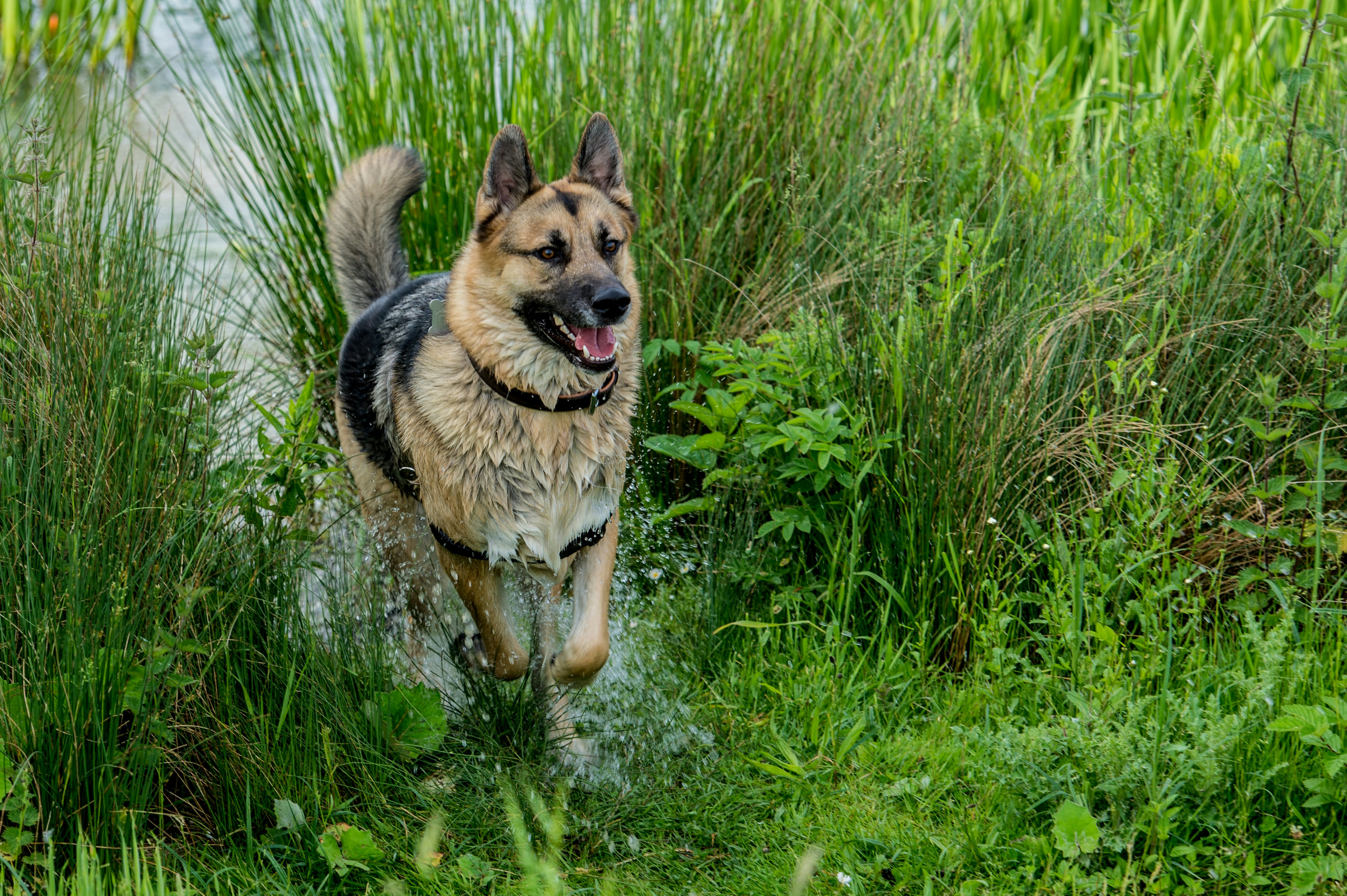 A German Shepherd mix bounds through a shallow stream-lined path, paws splashing as tall grass and green plants frame the scene. A natural outdoor candid highlighting athletic movement.