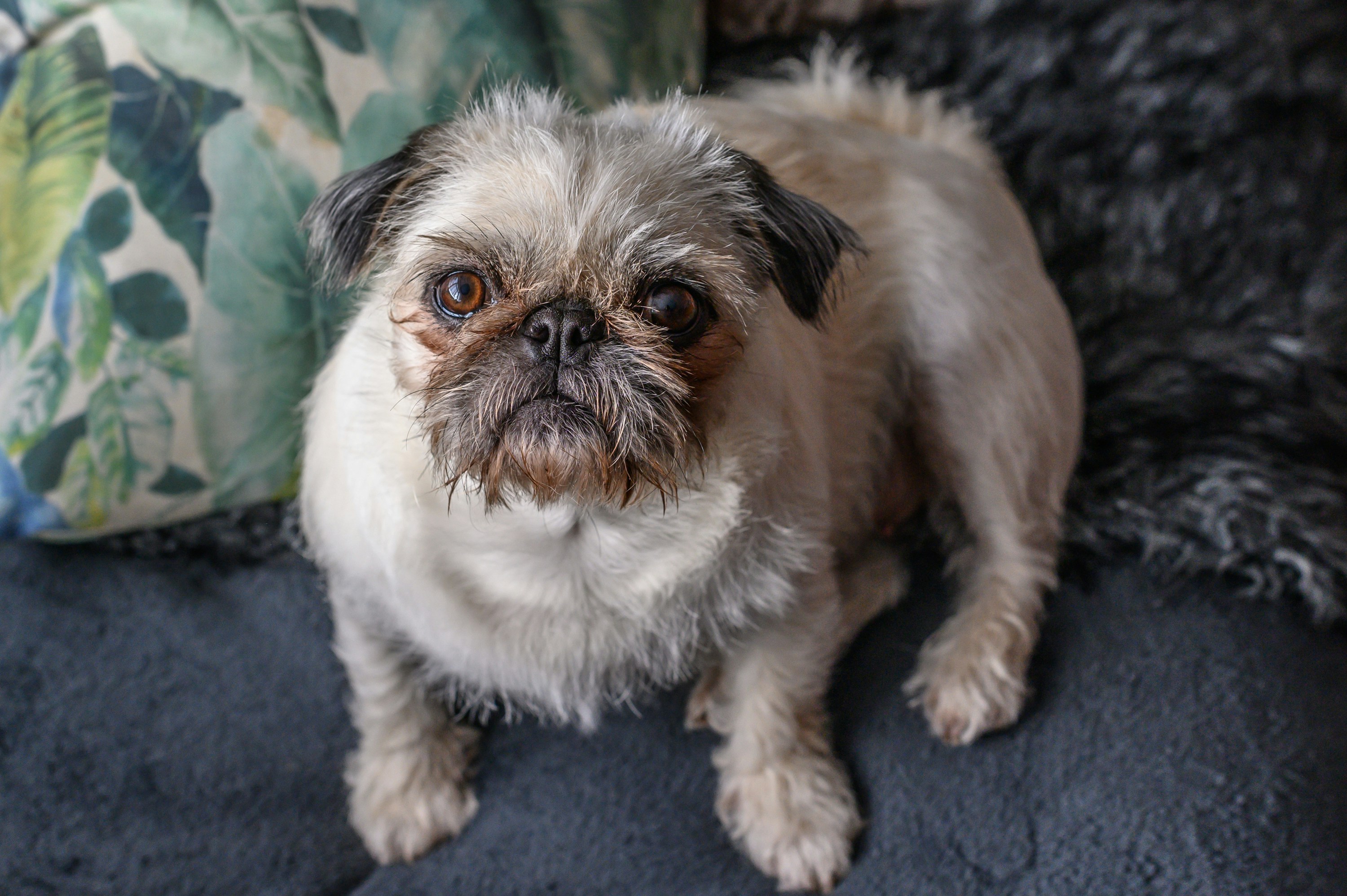 A small, fluffy dog sits on a dark floor, eyes fixed on the camera with a calm expression; a leafy cushion hints at a cozy indoor setting. This is a photographic capture of a pet, not a painting or logo.
