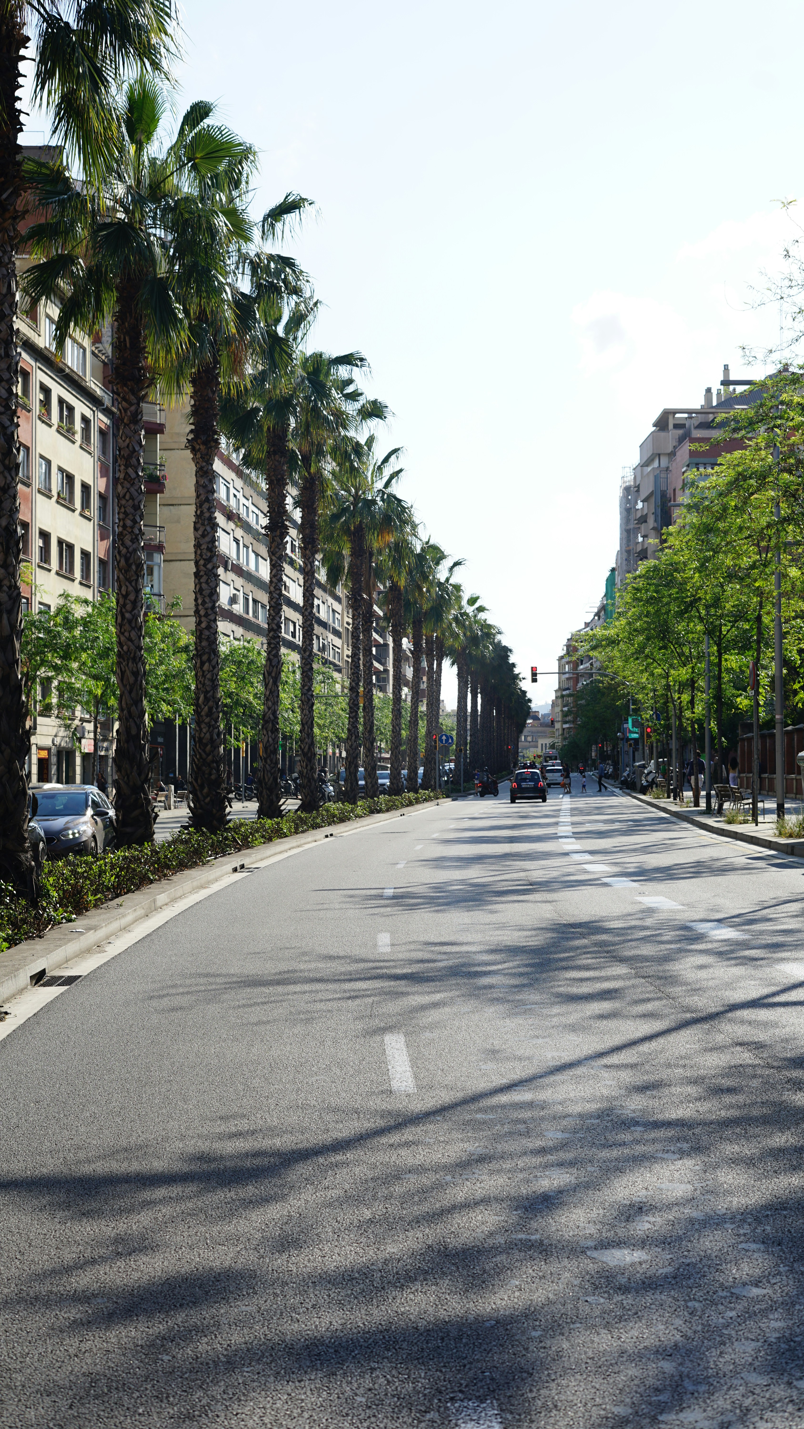 Palm-Lined Avenue: A Sunlit City Street Reaching Toward the Horizon