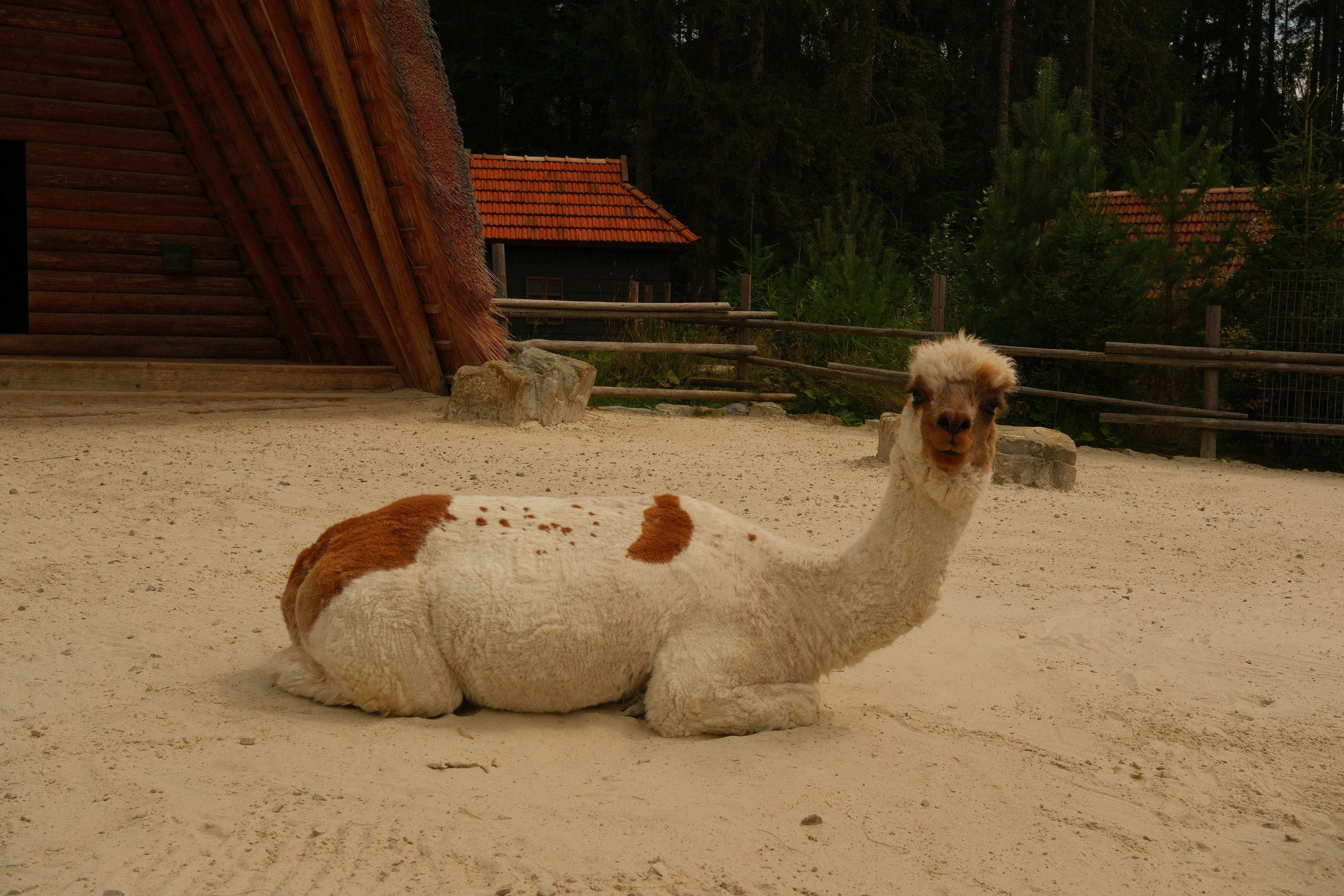 Alpaca rests on sandy ground beside wooden structures in a rural setting, with a rustic shelter in the background.