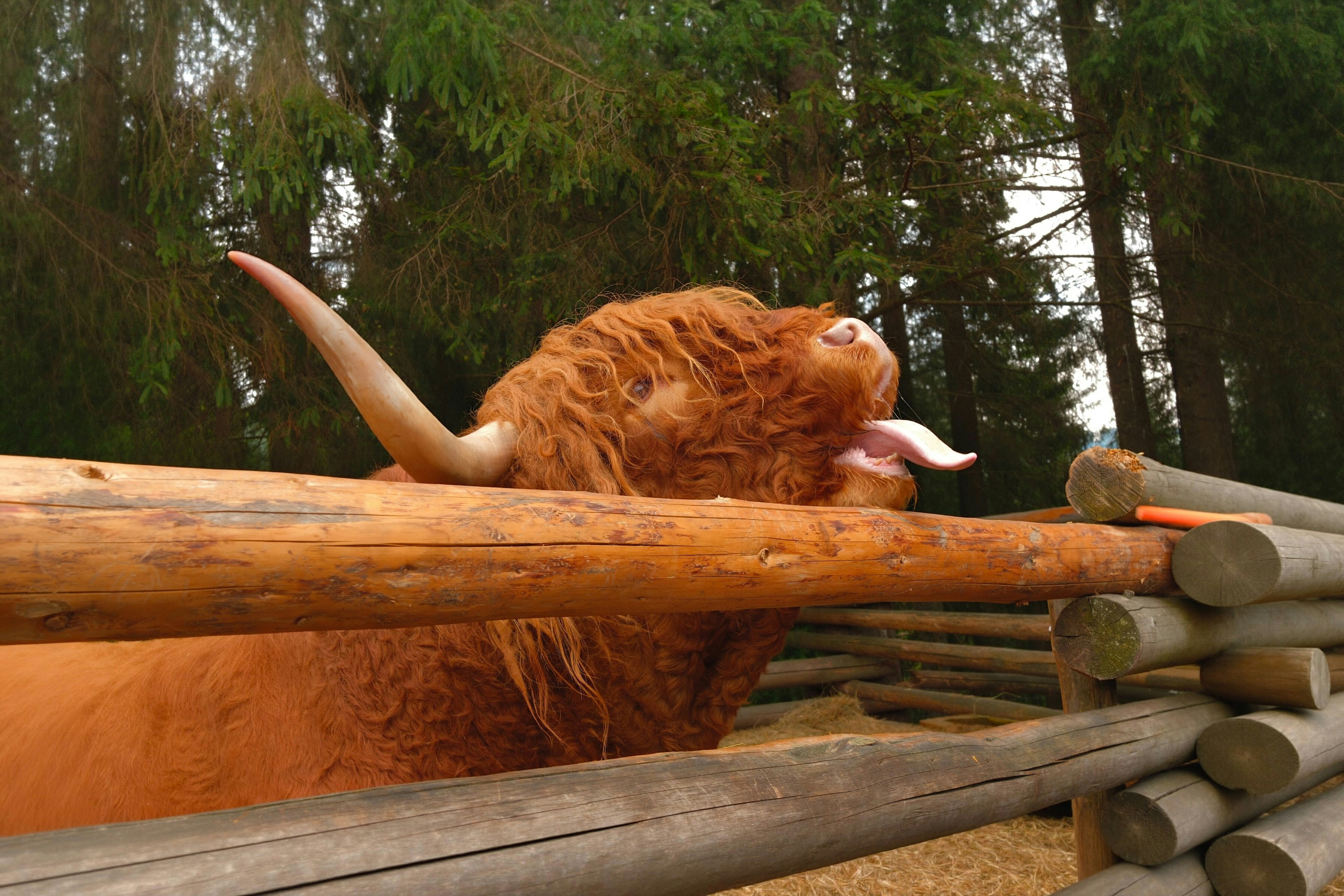 Rugged Highland Rancher: A Highland cow peeks over weathered logs