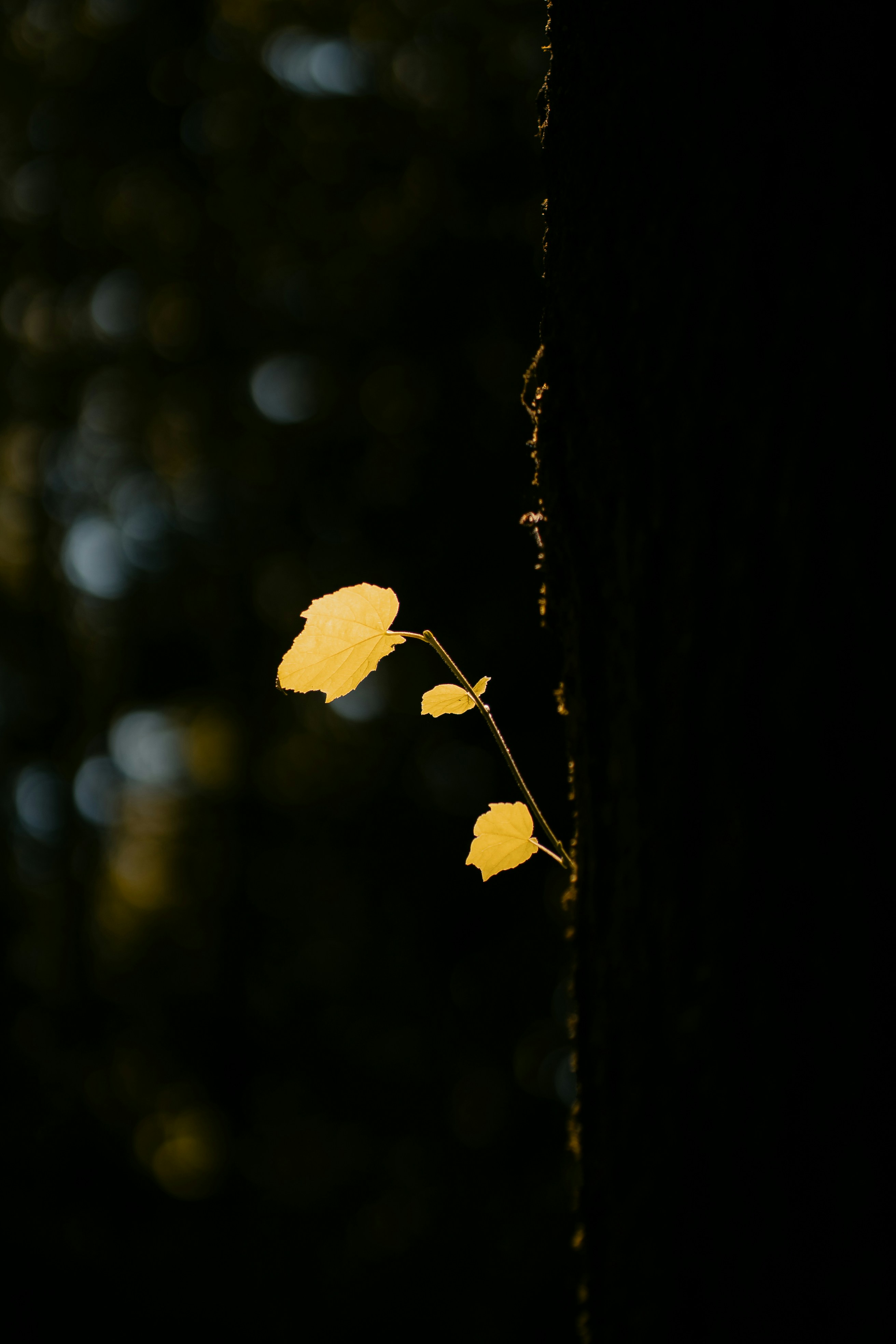 Lone Golden Vinelet Clinging to Dappled Darkness