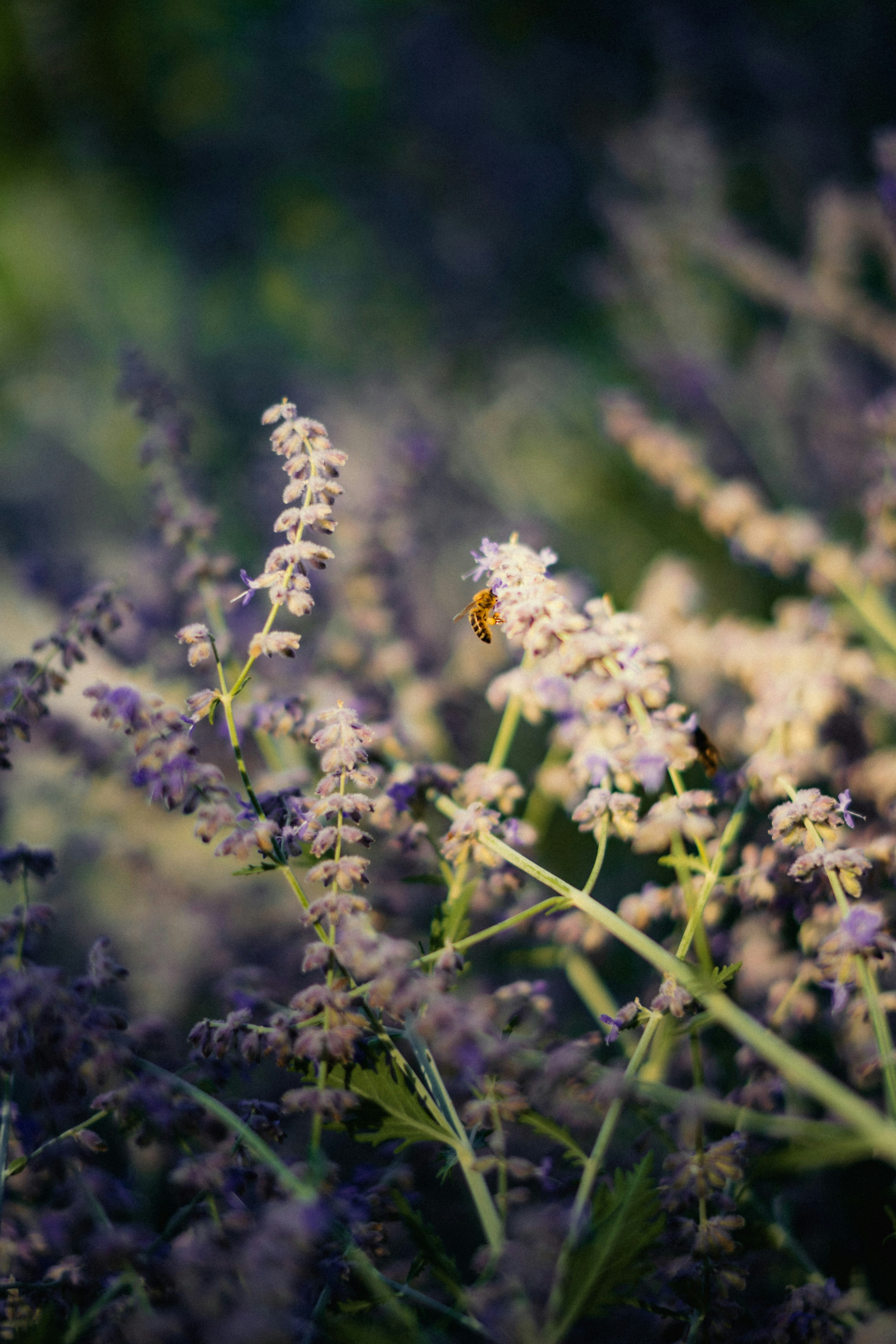 Bee among lavender spikes bathed in late sunlight