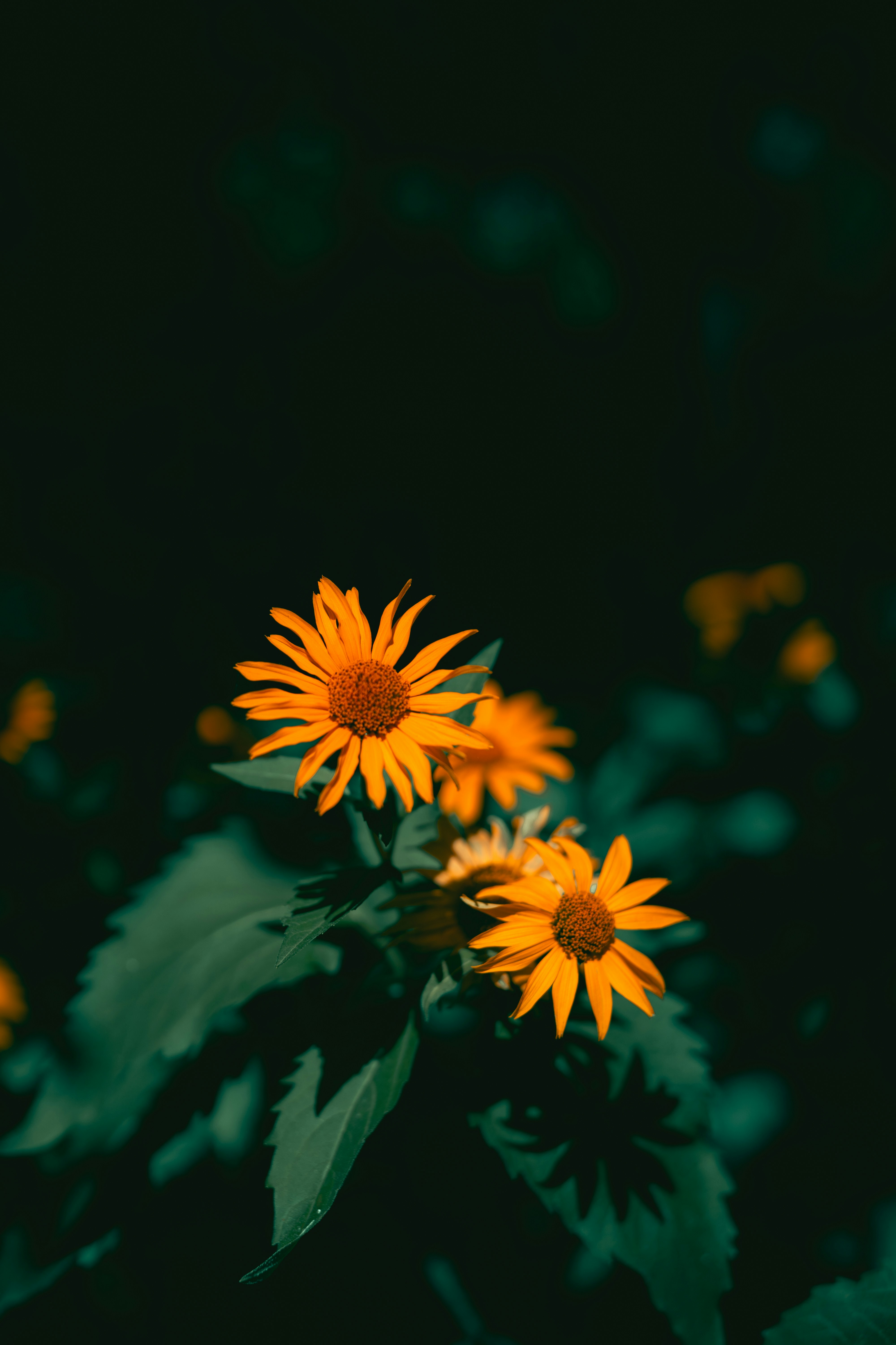 Sunlit Sunflowers in a Velvet Garden