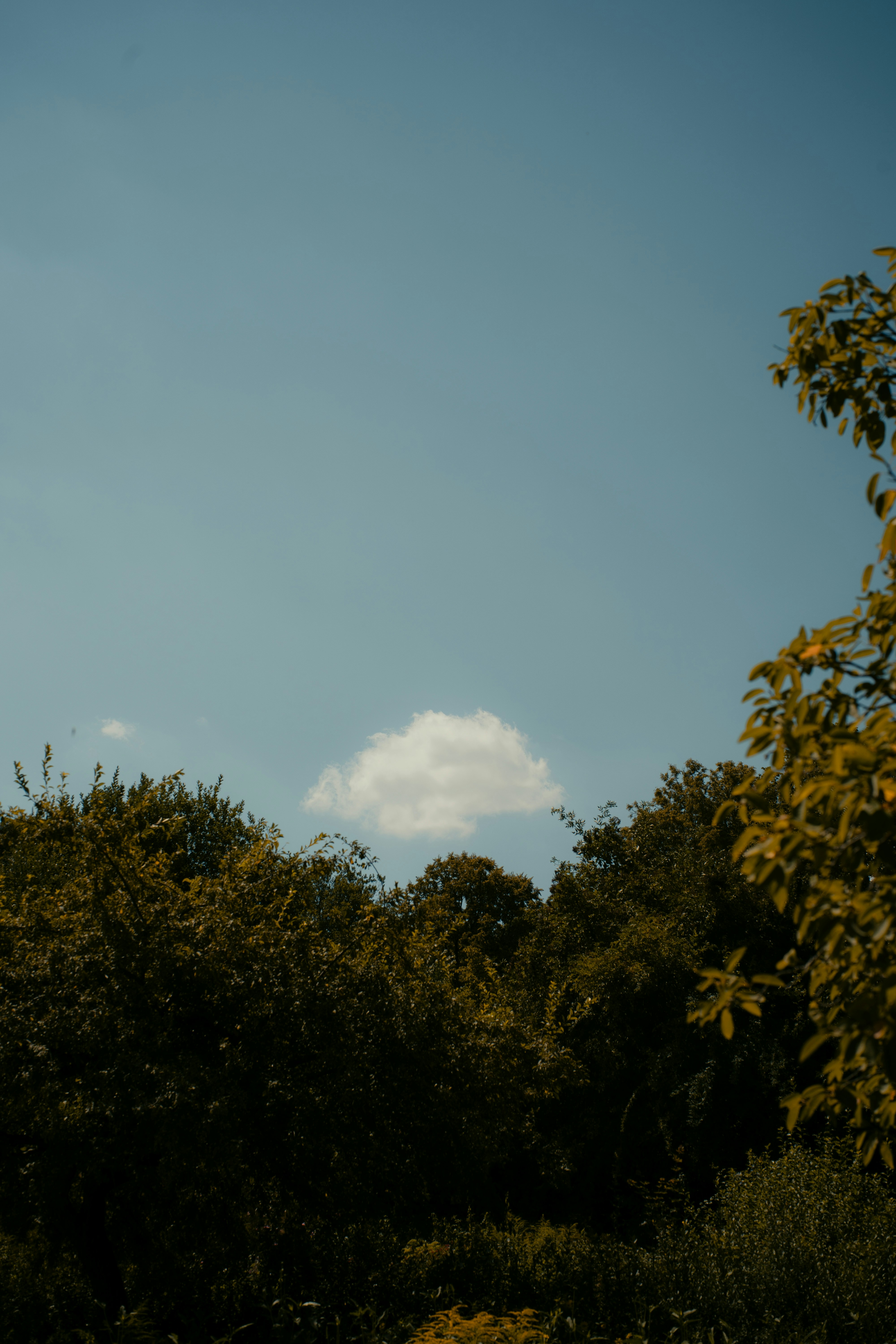 Clear Sky Above a Quiet Woodland Edge
