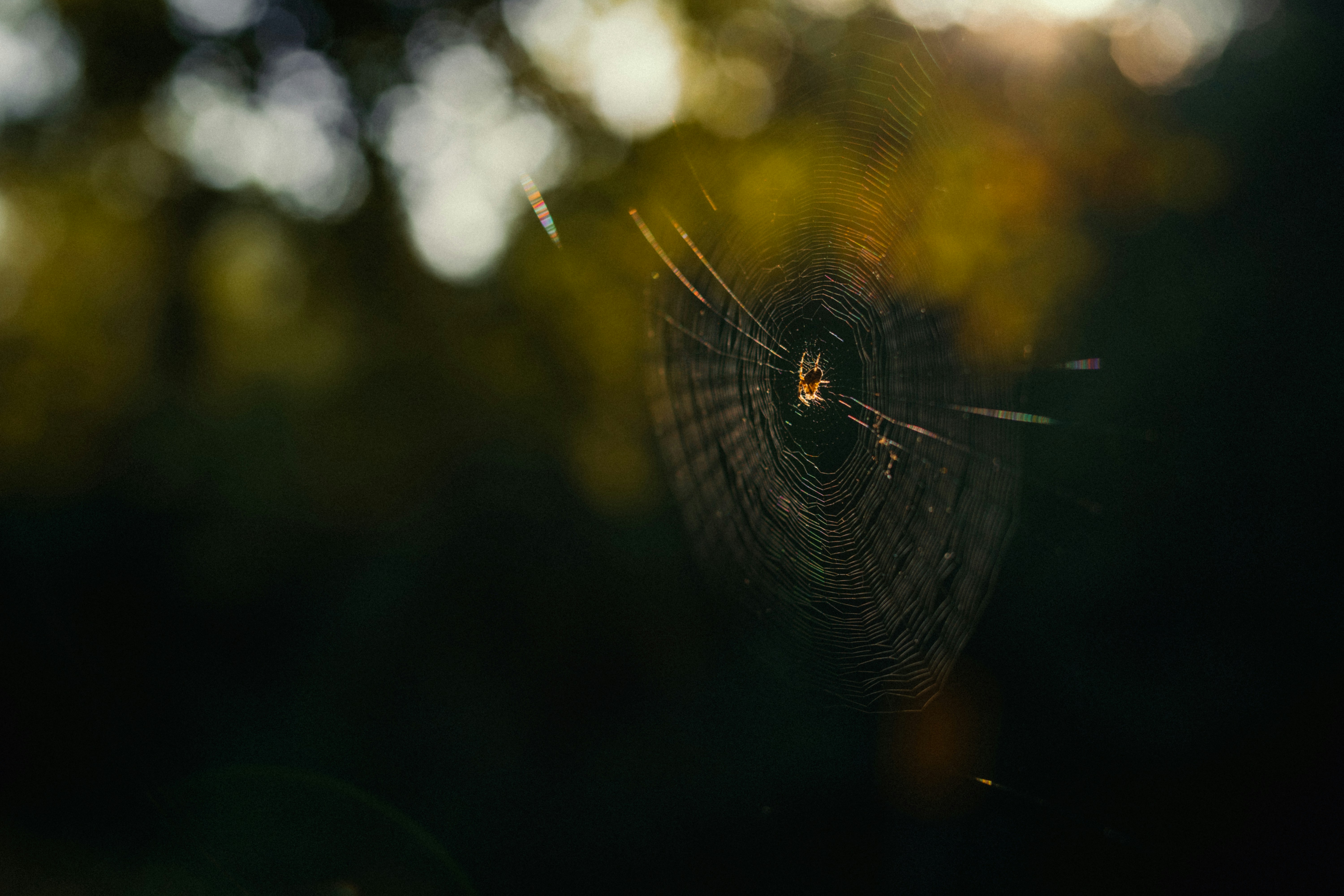 Gossamer Within the Evening Light
