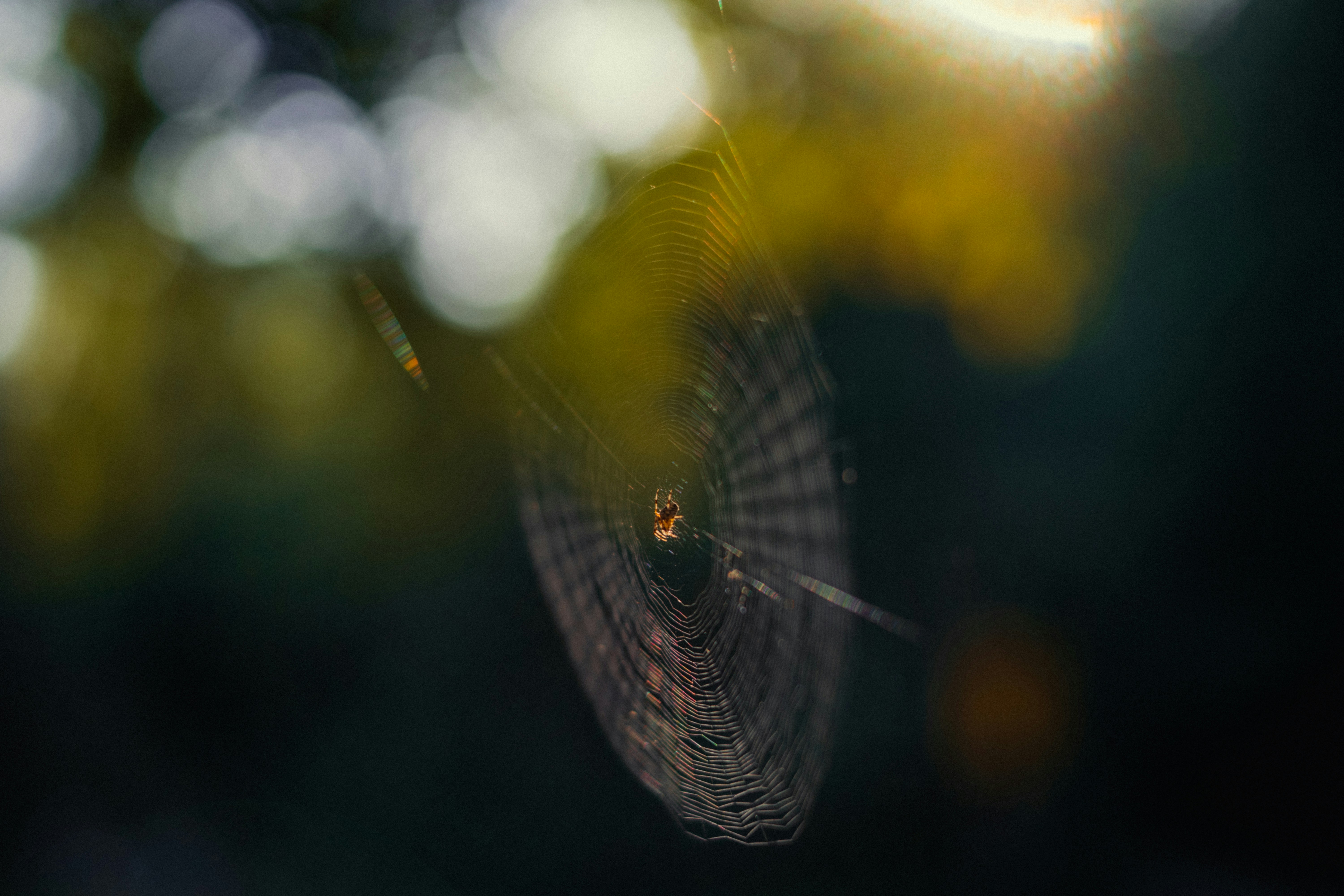 Sunlit Spider Web in a Quiet Autumn Patch