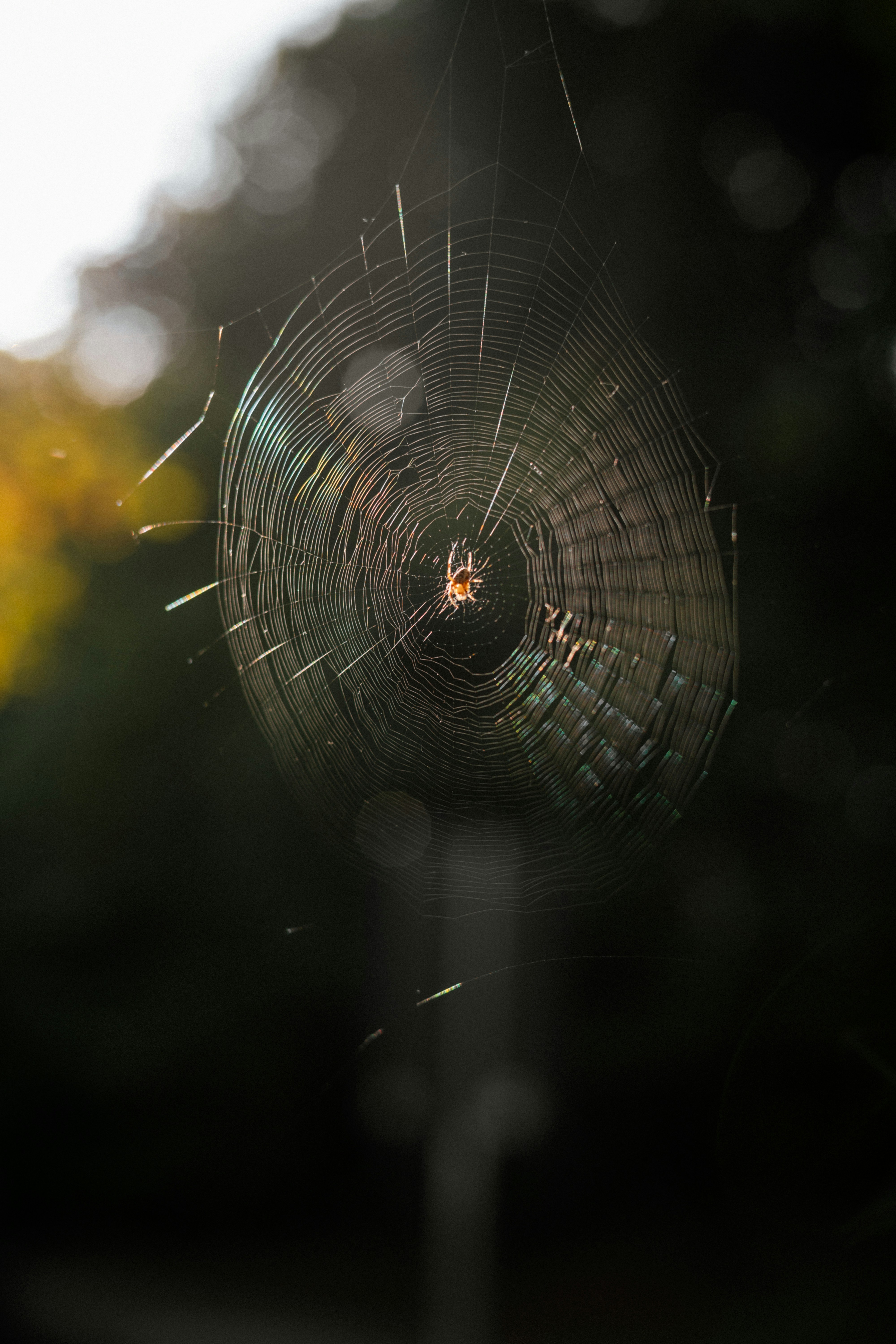 Sunlit Center: A Spider’s Web in Focus