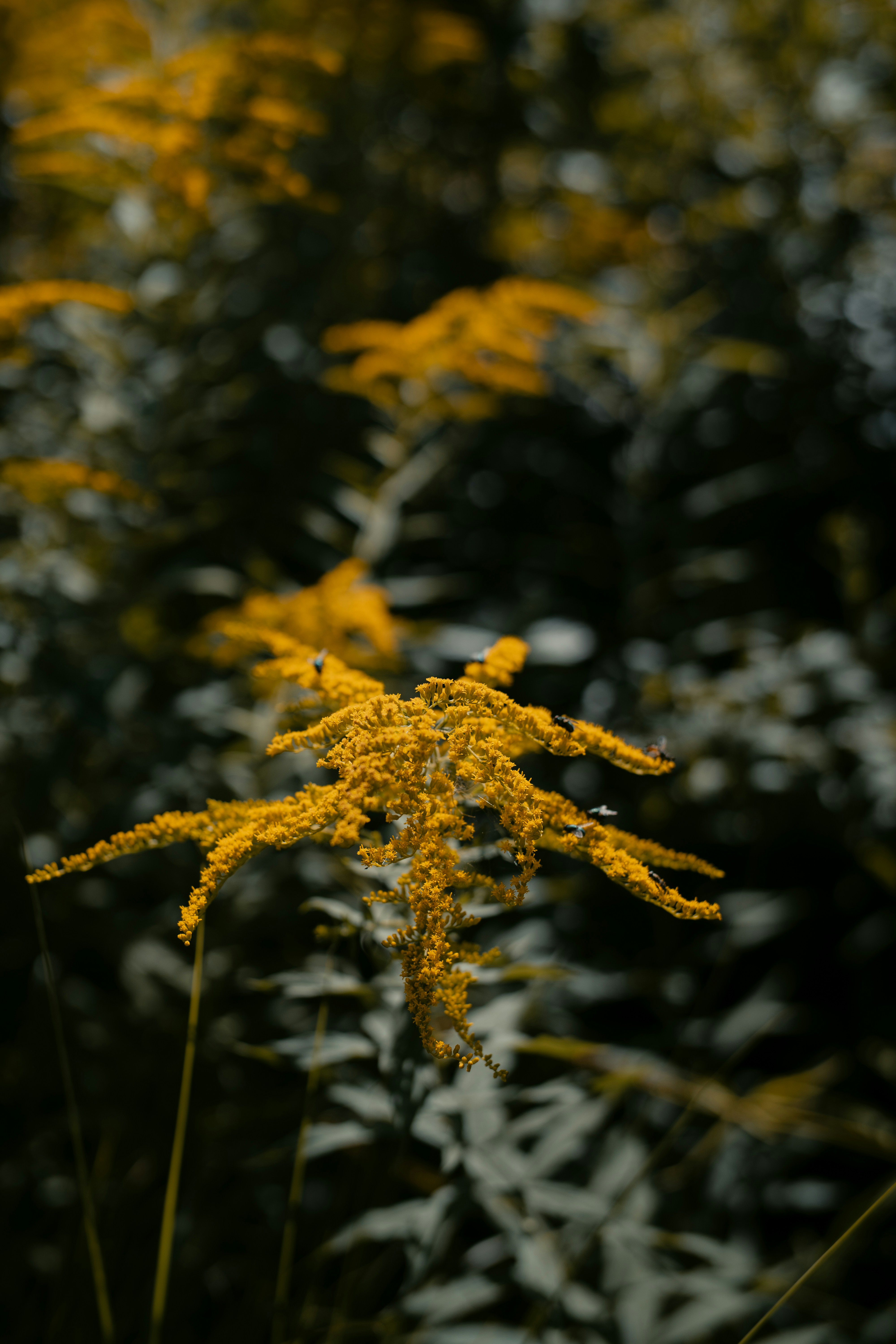 Golden Plumes: A Stalk of Sunlit Amber Above a Shadowed Meadow