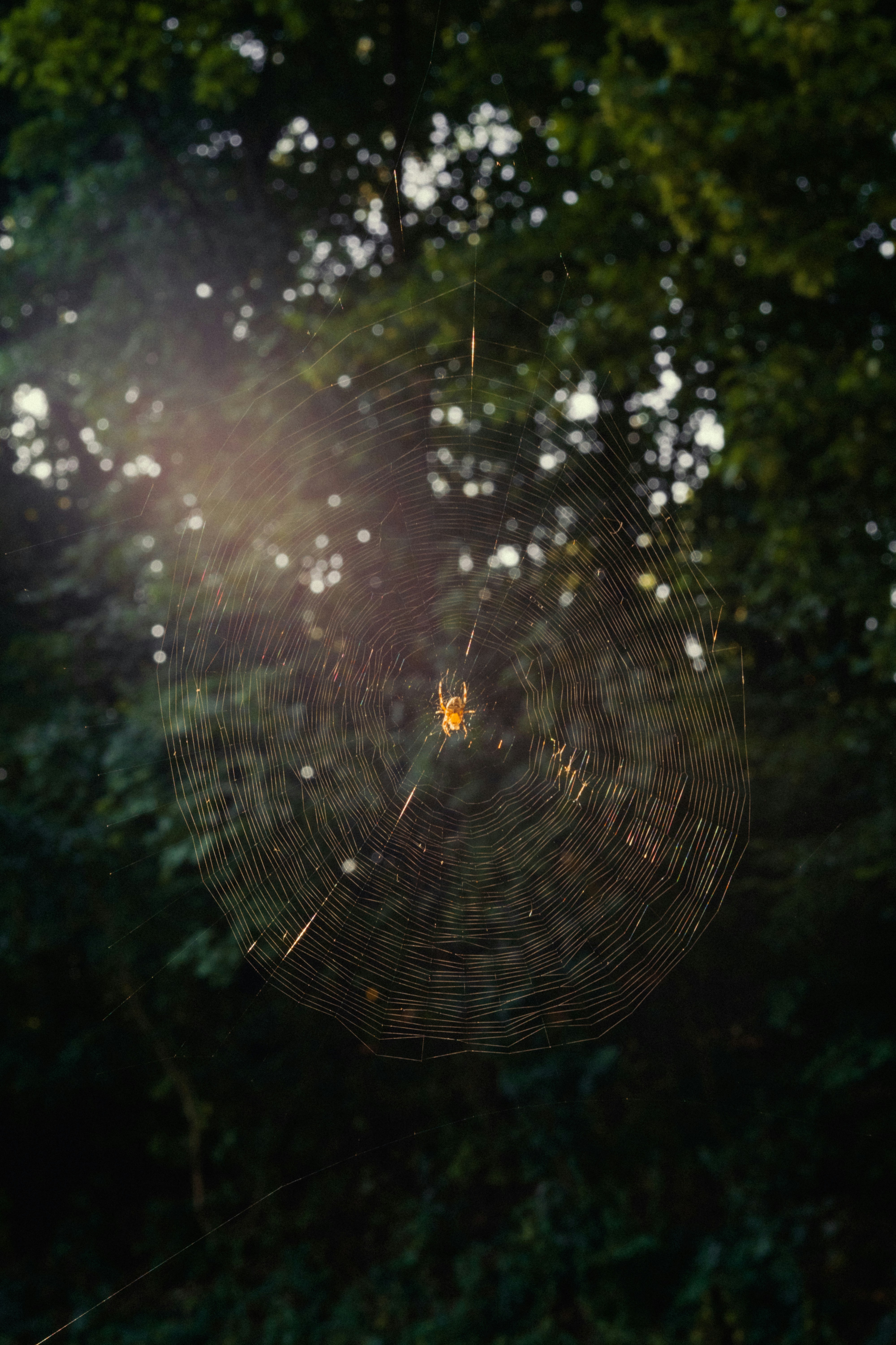 Spiral Silk: A Hushed Dawn Halo with a Velvet Spider Center