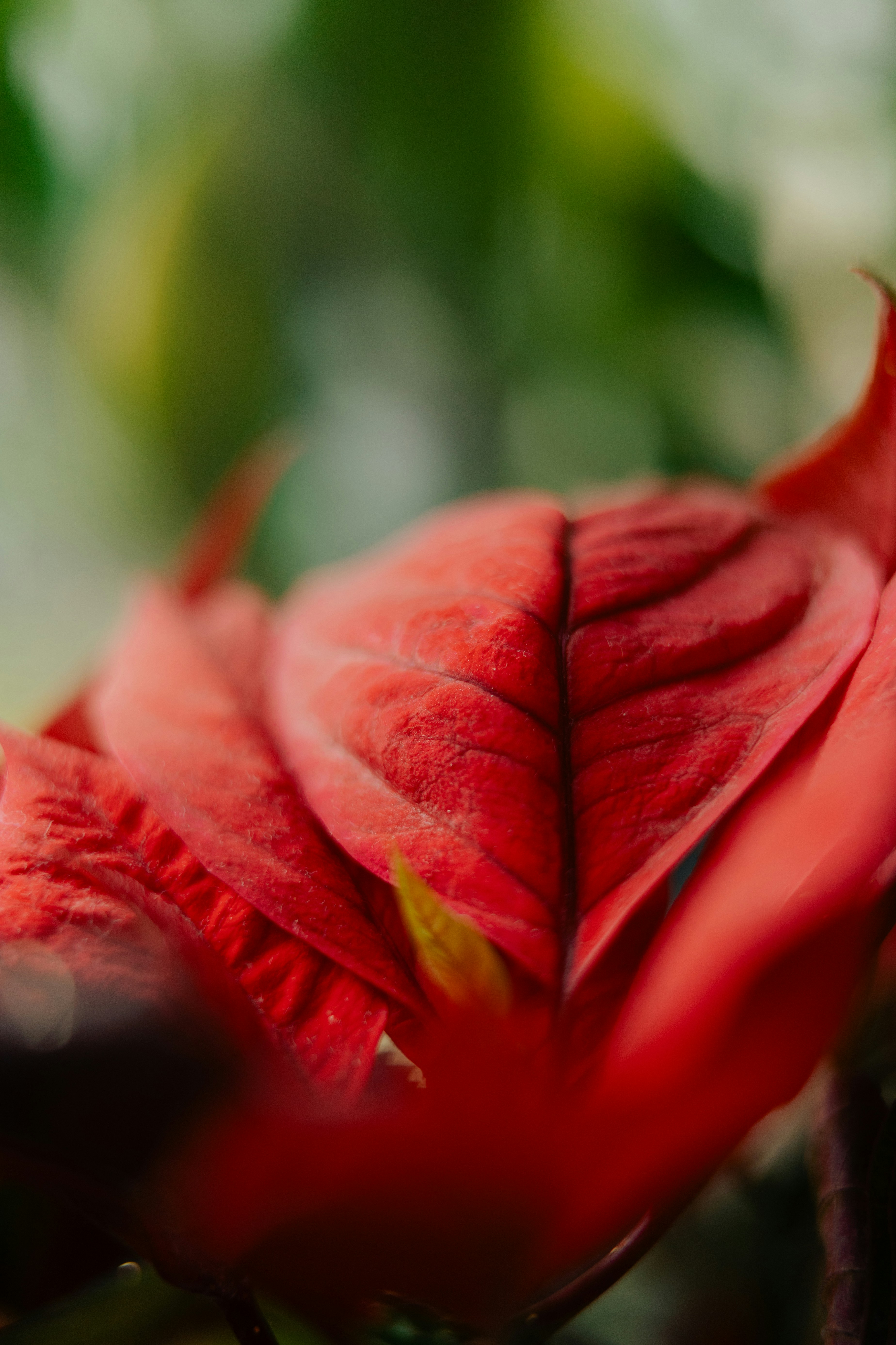 Red Veins in Focus: A Macro Moment on Velvet Petals